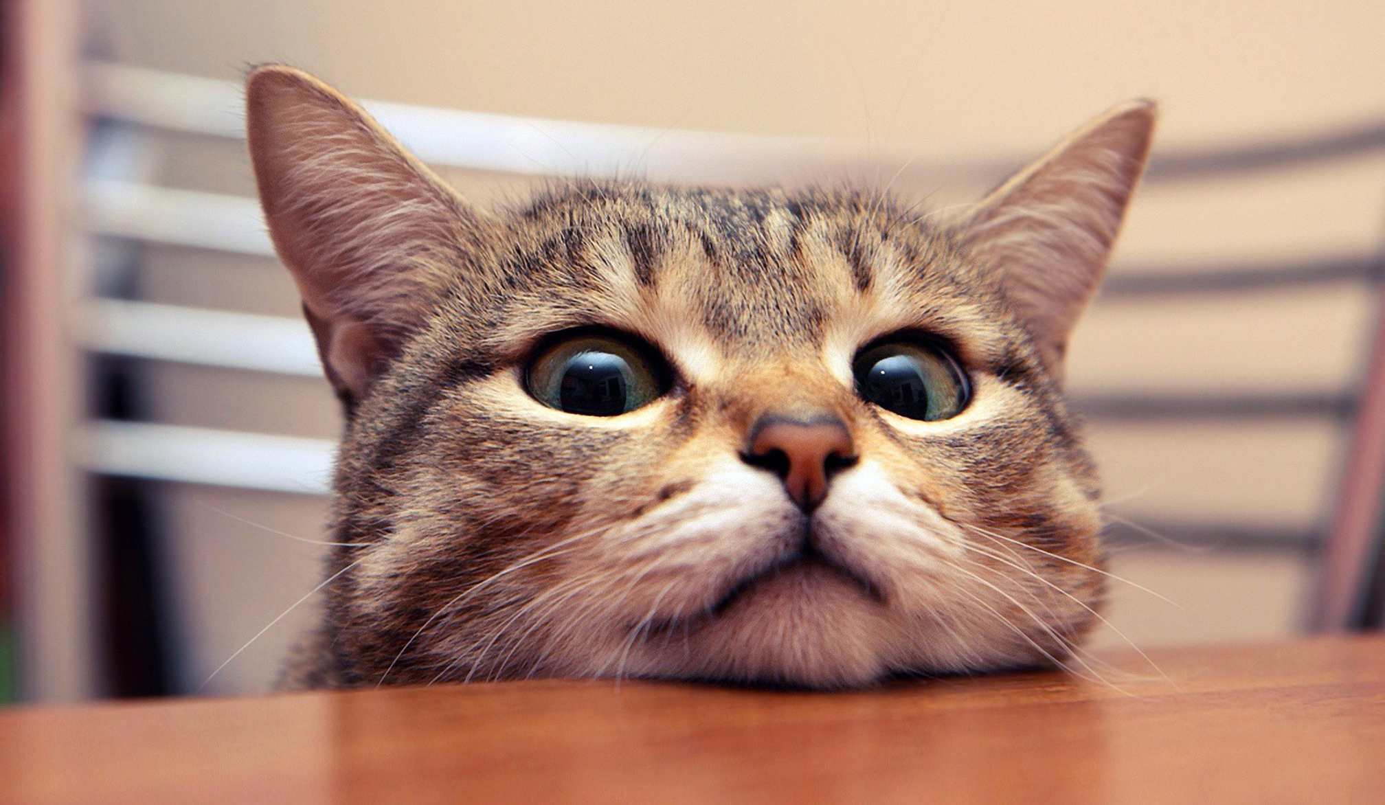 Cat Head On The Desk Wallpapers HD Desktop And Mobile Backgrounds Cat Head On The Desk Wallpapers HD Desktop And Mobile Backgrounds
