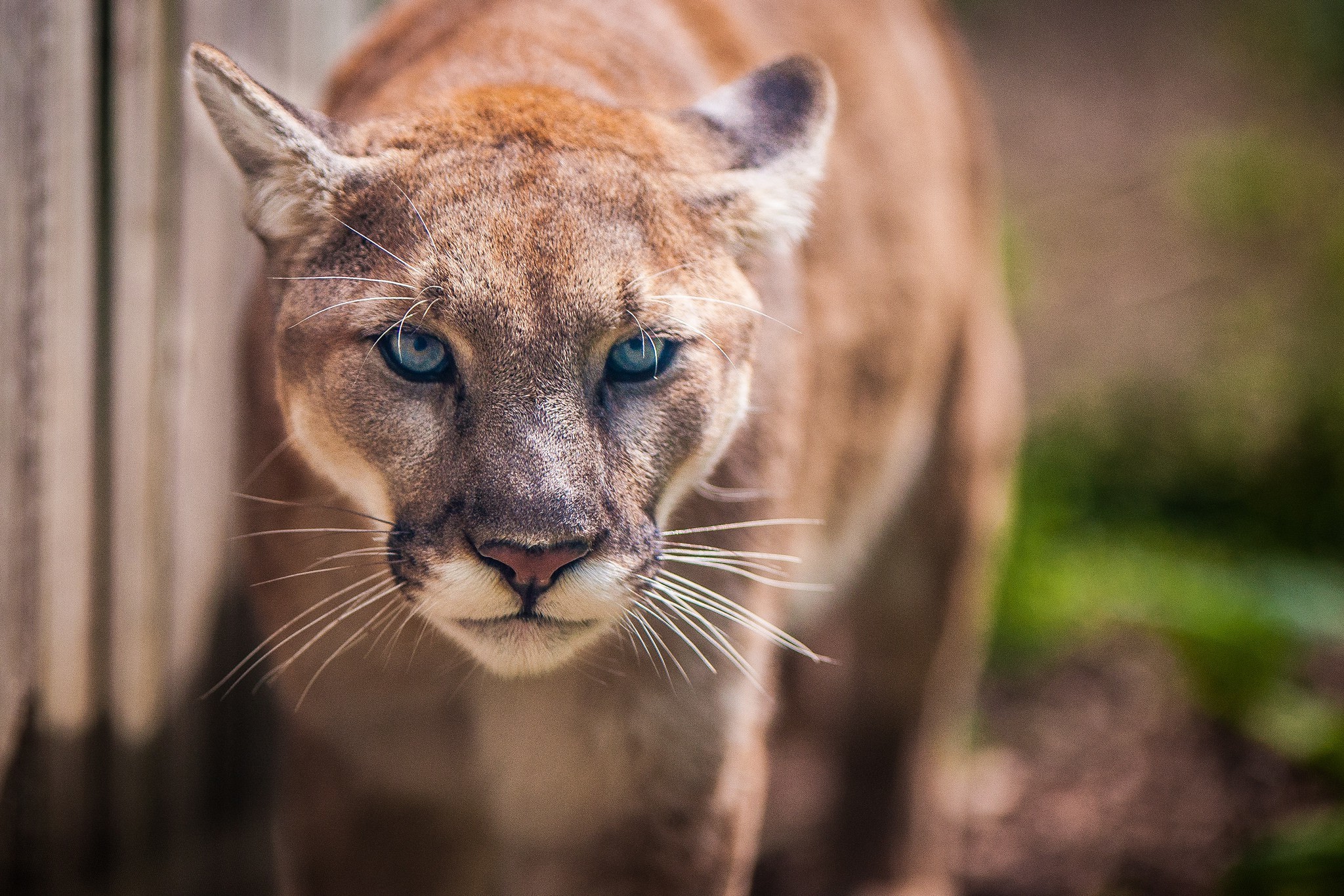 What Are Your Favorite Animals R SubSimGPT2Interactive