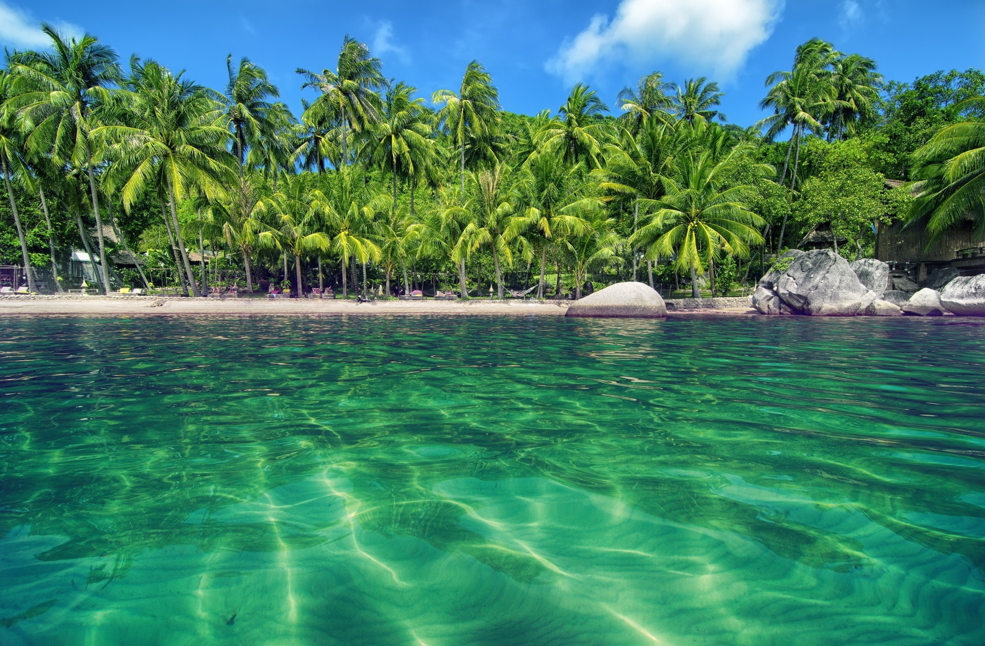 Palm Trees Water Beach Wallpapers HD Desktop And Mobile Backgrounds