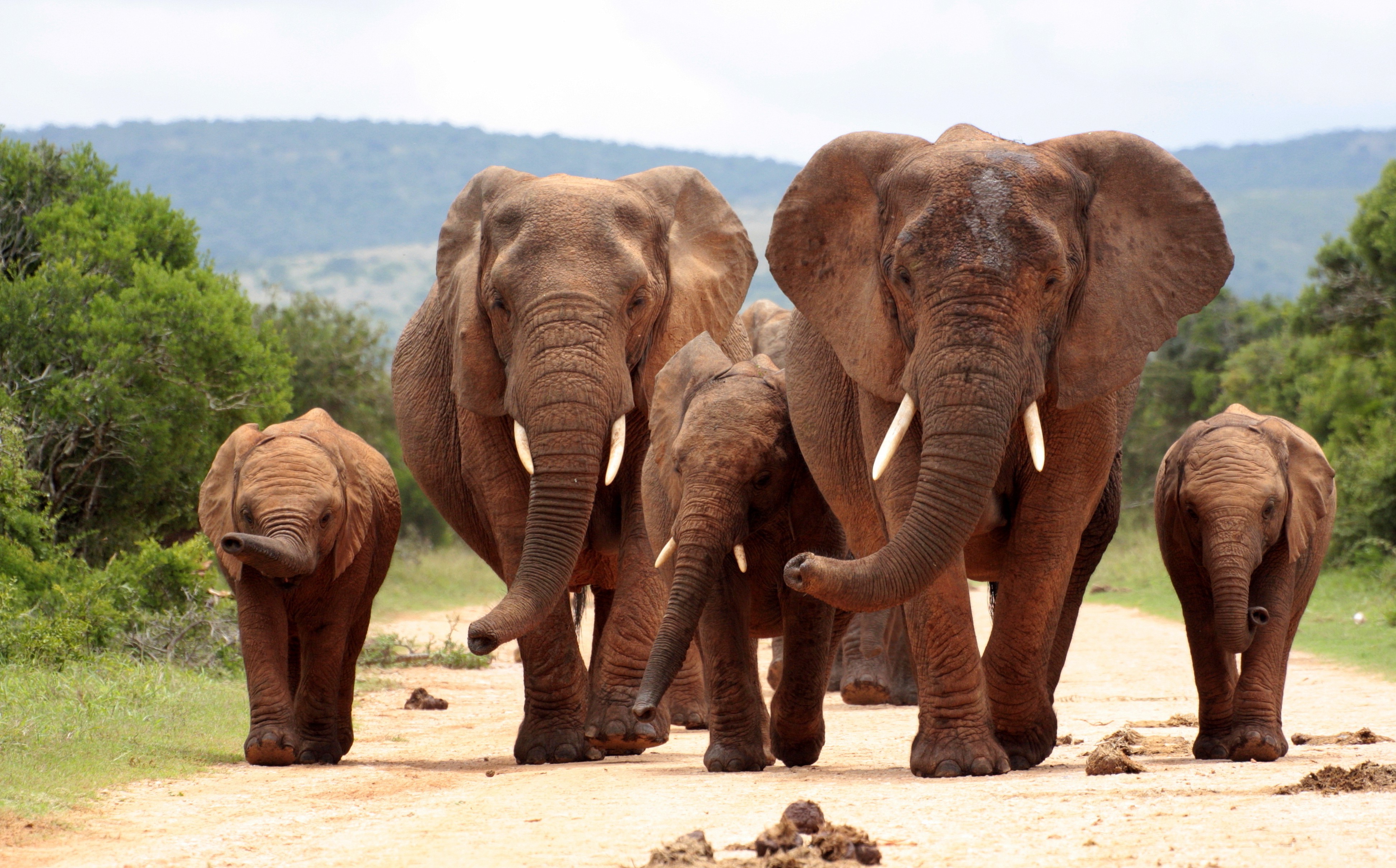 Animals Mammals Elephant Wallpapers HD Desktop And Mobile Backgrounds
