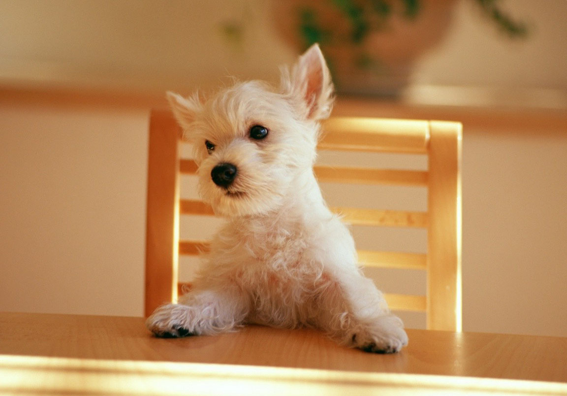 Lunch Time Wallpapers HD / Desktop and Mobile Backgrounds