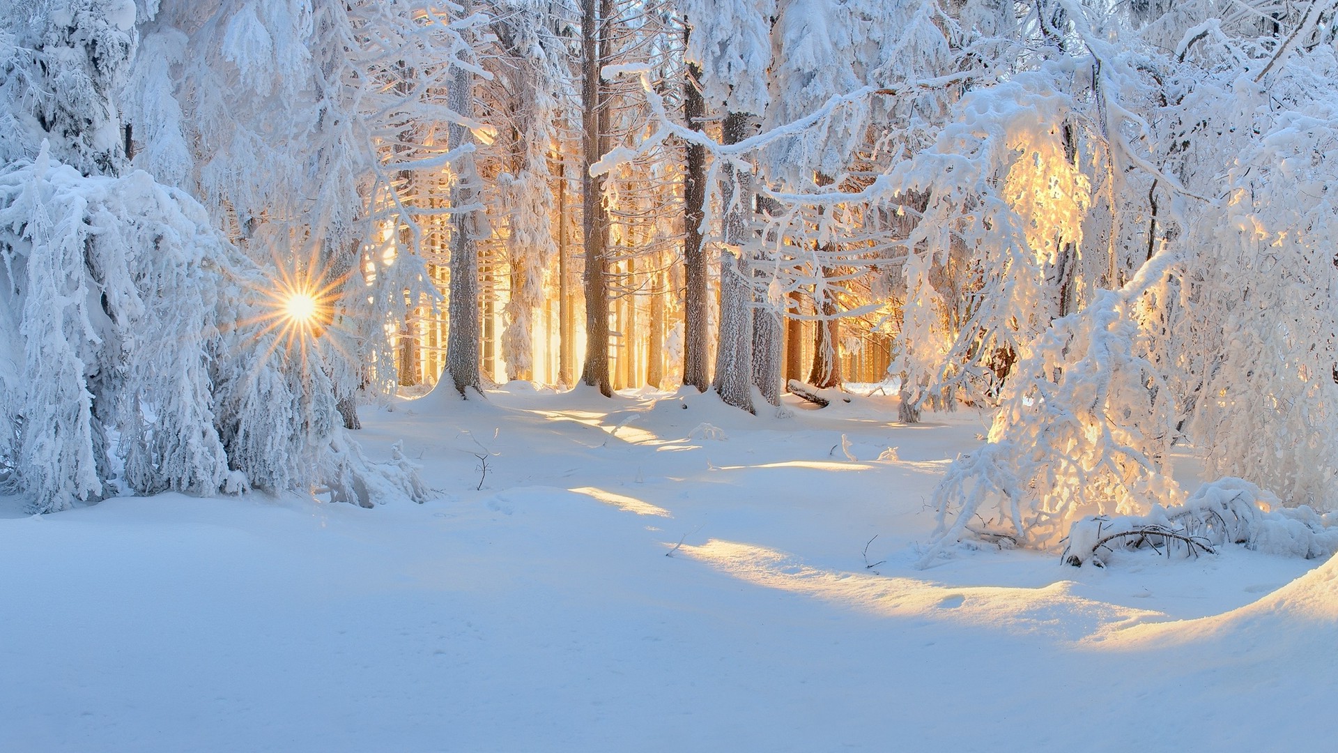 Sunrise Winter Nature Forest Snow Landscape Trees Sun Rays