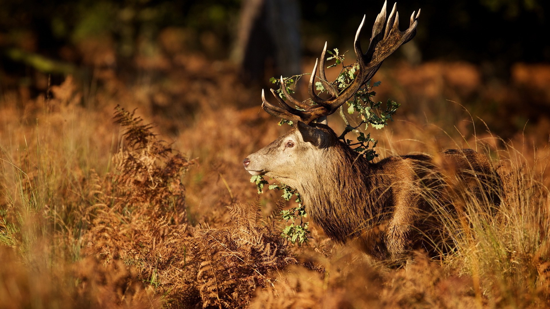 deer, Animals, Antlers, Nature Wallpapers HD / Desktop and Mobile ...