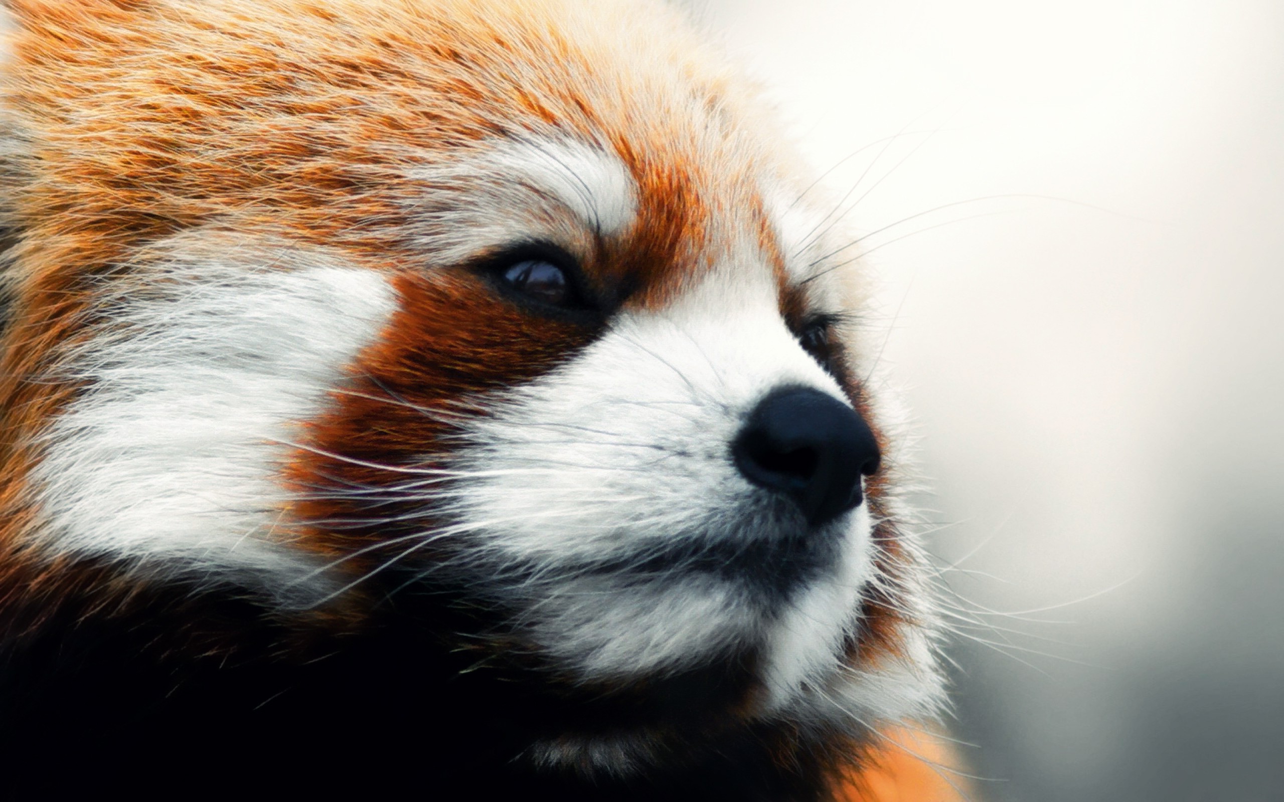 red Panda, Animals Wallpapers HD / Desktop and Mobile Backgrounds