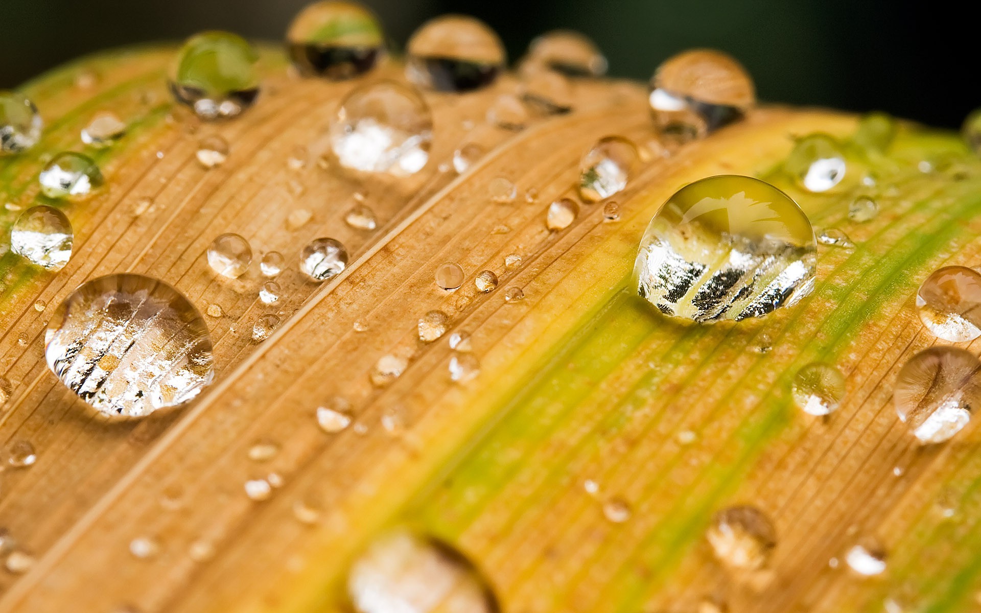 nature, Leaves, Water, Macro, Water Drops, Depth Of Field Wallpapers HD ...