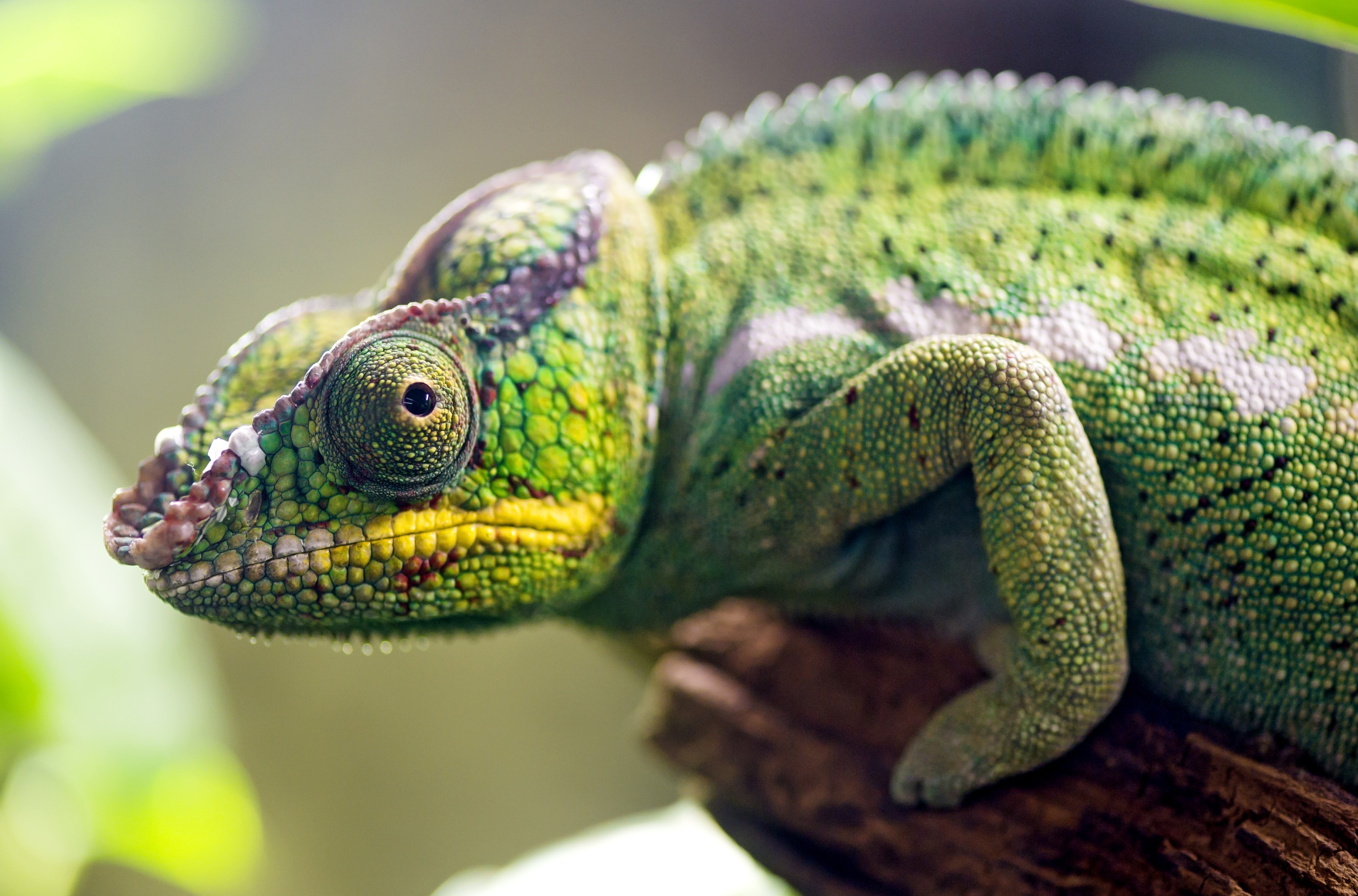Chameleon Macro Computer Wallpaper