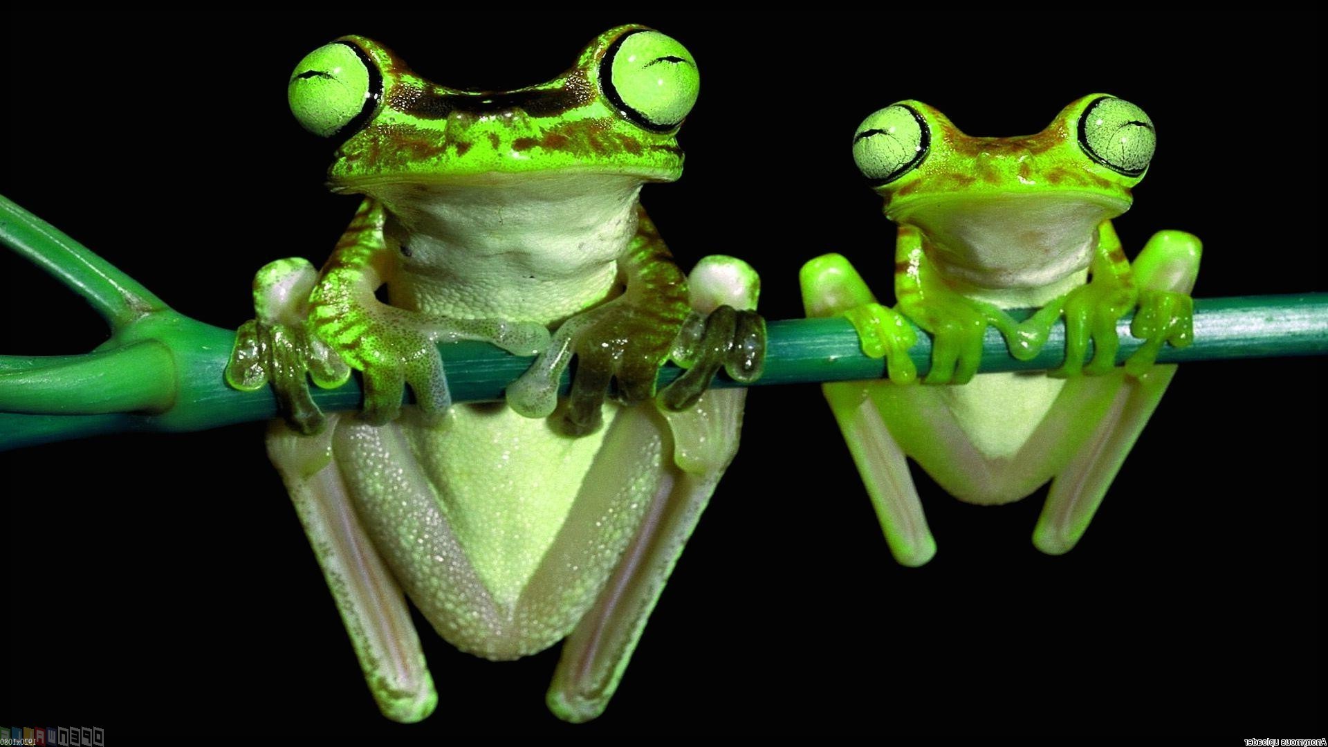 frog, Animals, Nature, Amphibian Wallpapers HD / Desktop and Mobile ...