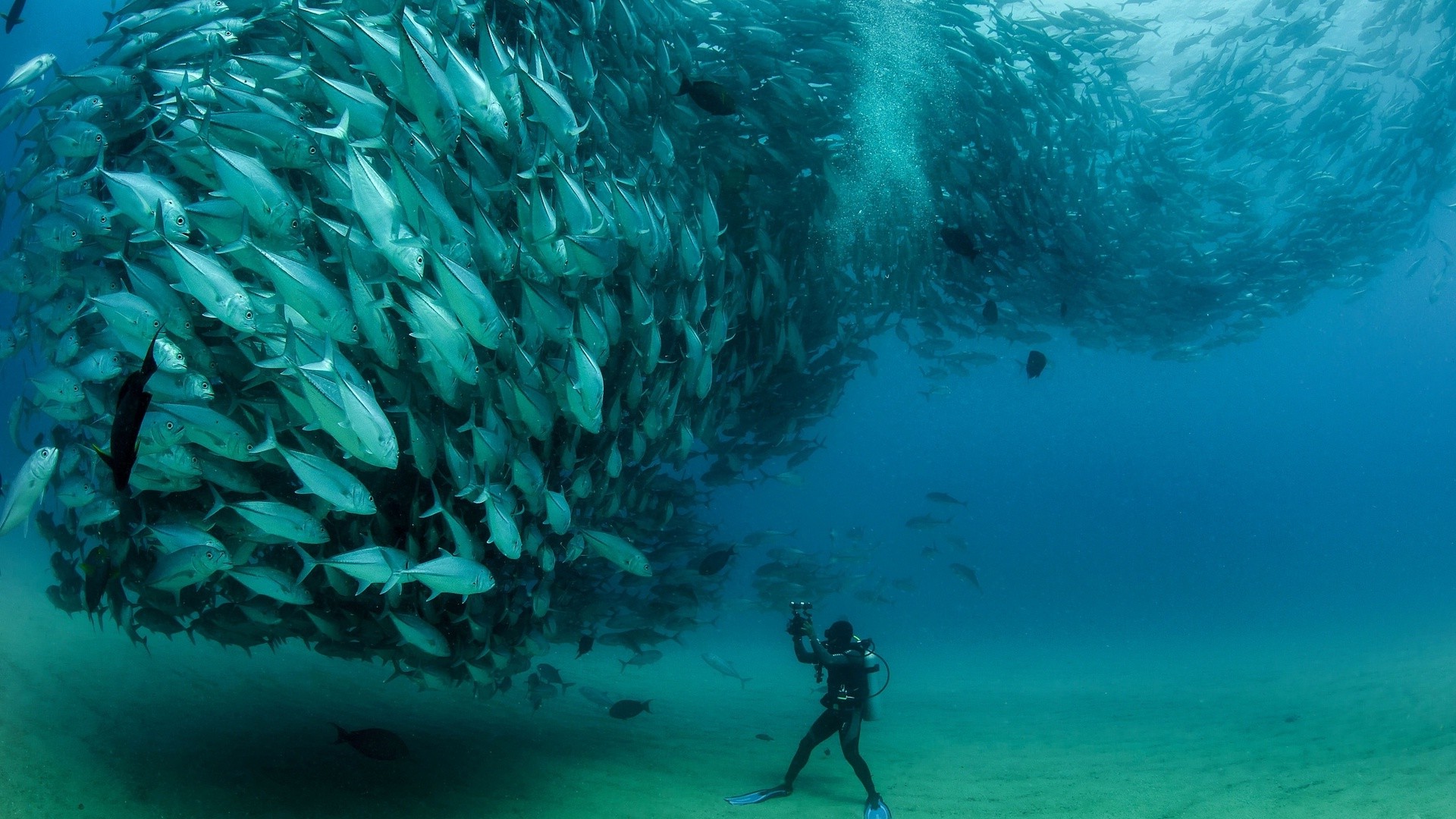 nature, Animals, Fish Wallpapers HD / Desktop and Mobile Backgrounds