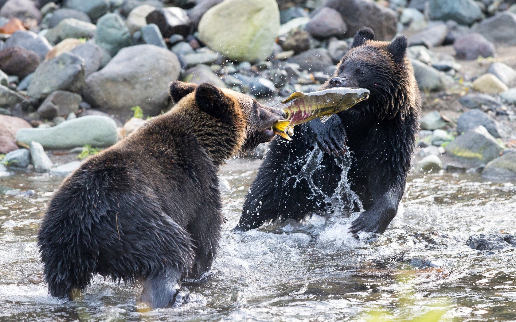 nature, Animals, Bears, Fish Wallpapers HD / Desktop and Mobile Backgrounds