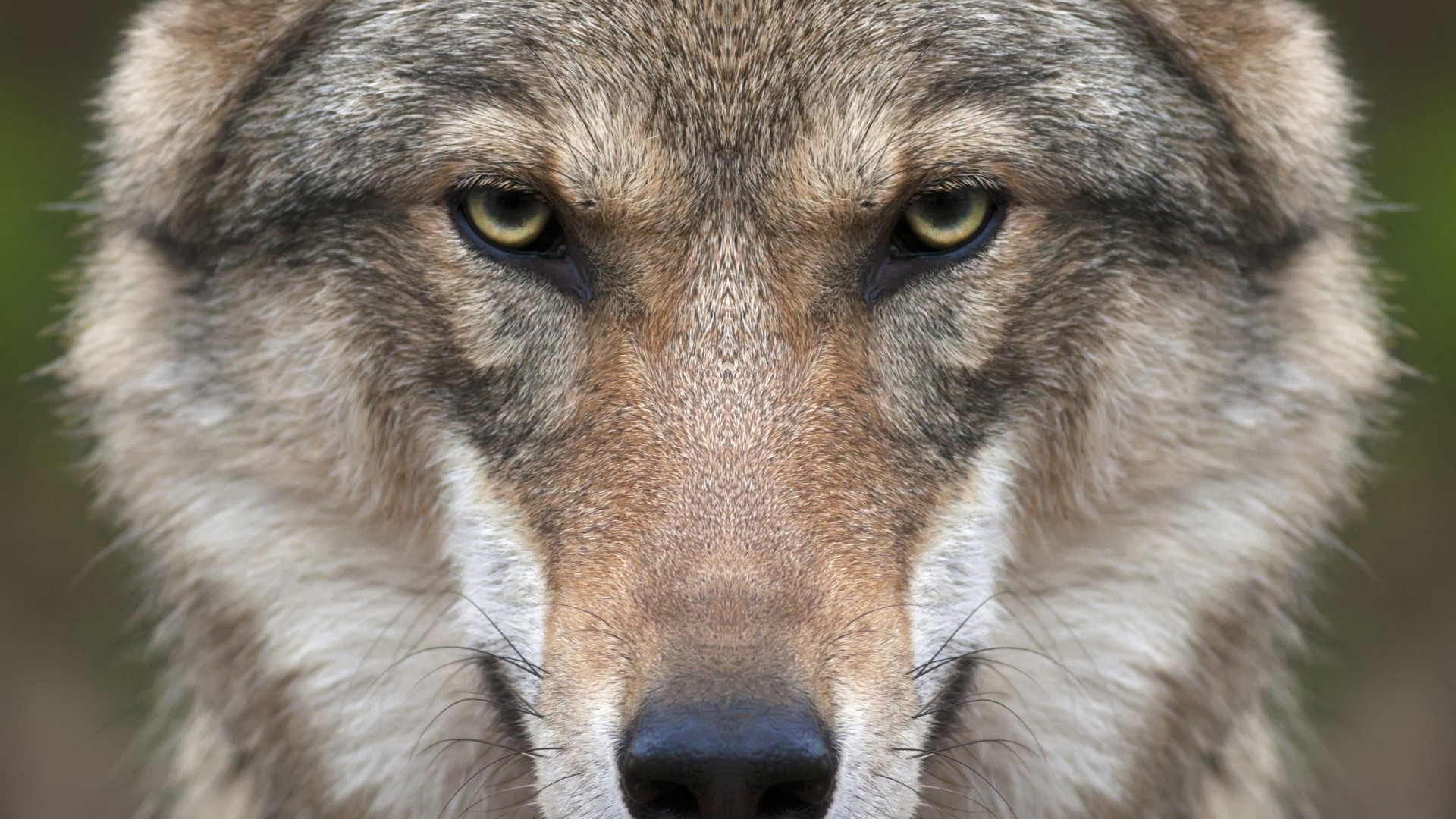 Wolf Animals Nature Closeup Face Wallpapers HD Desktop And Mobile Wolf Animals Nature Closeup Face Wallpapers HD Desktop And Mobile
