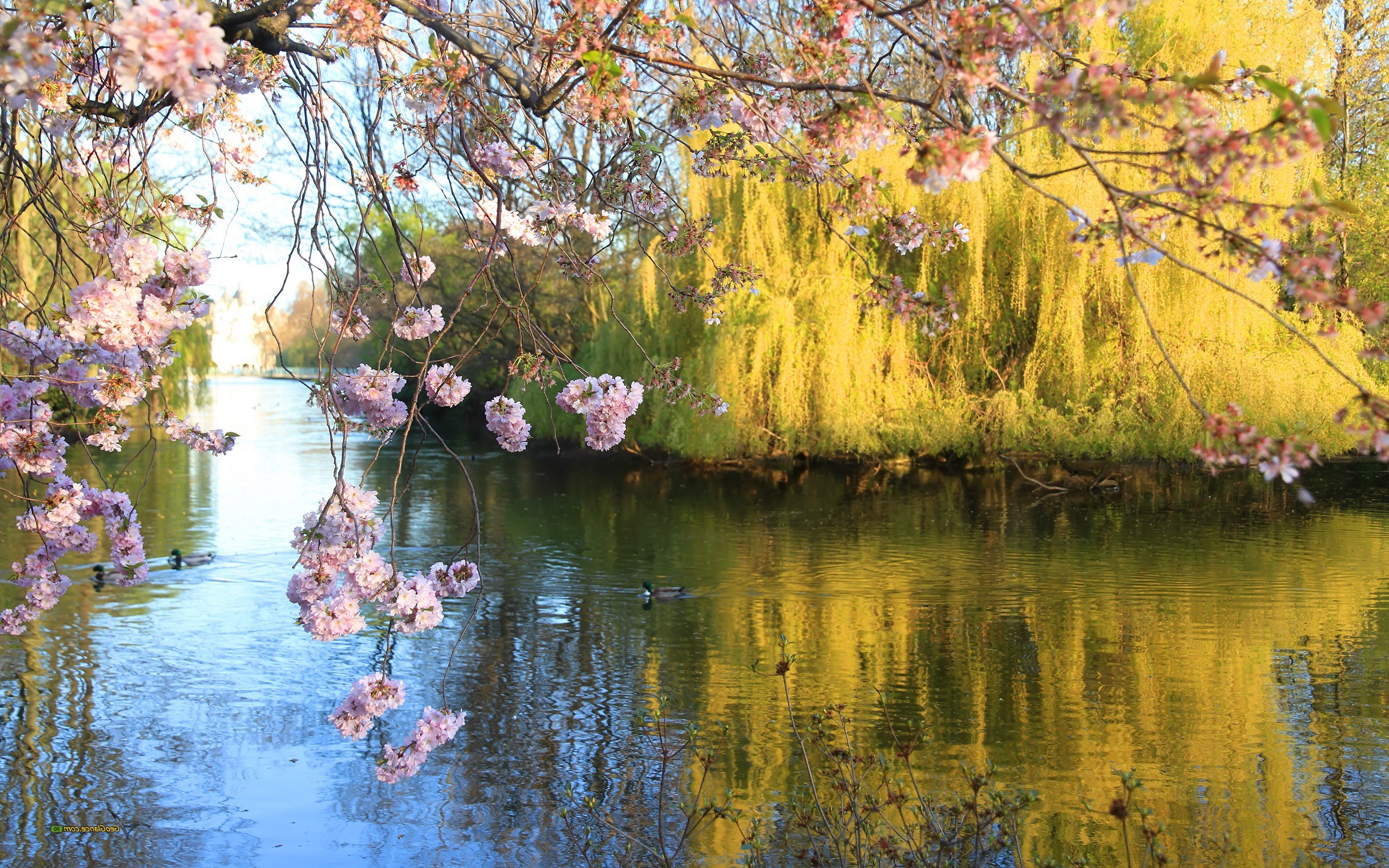 water, Landscape, Trees Wallpapers HD / Desktop and Mobile Backgrounds