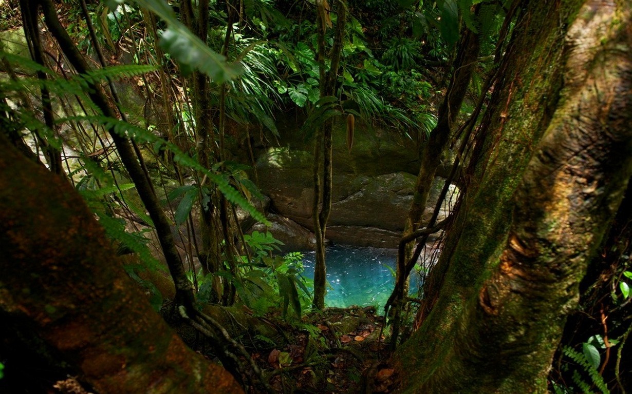 nature, Landscape, Tropical, Jungles, Moss, Ferns, Trees, Turquoise ...