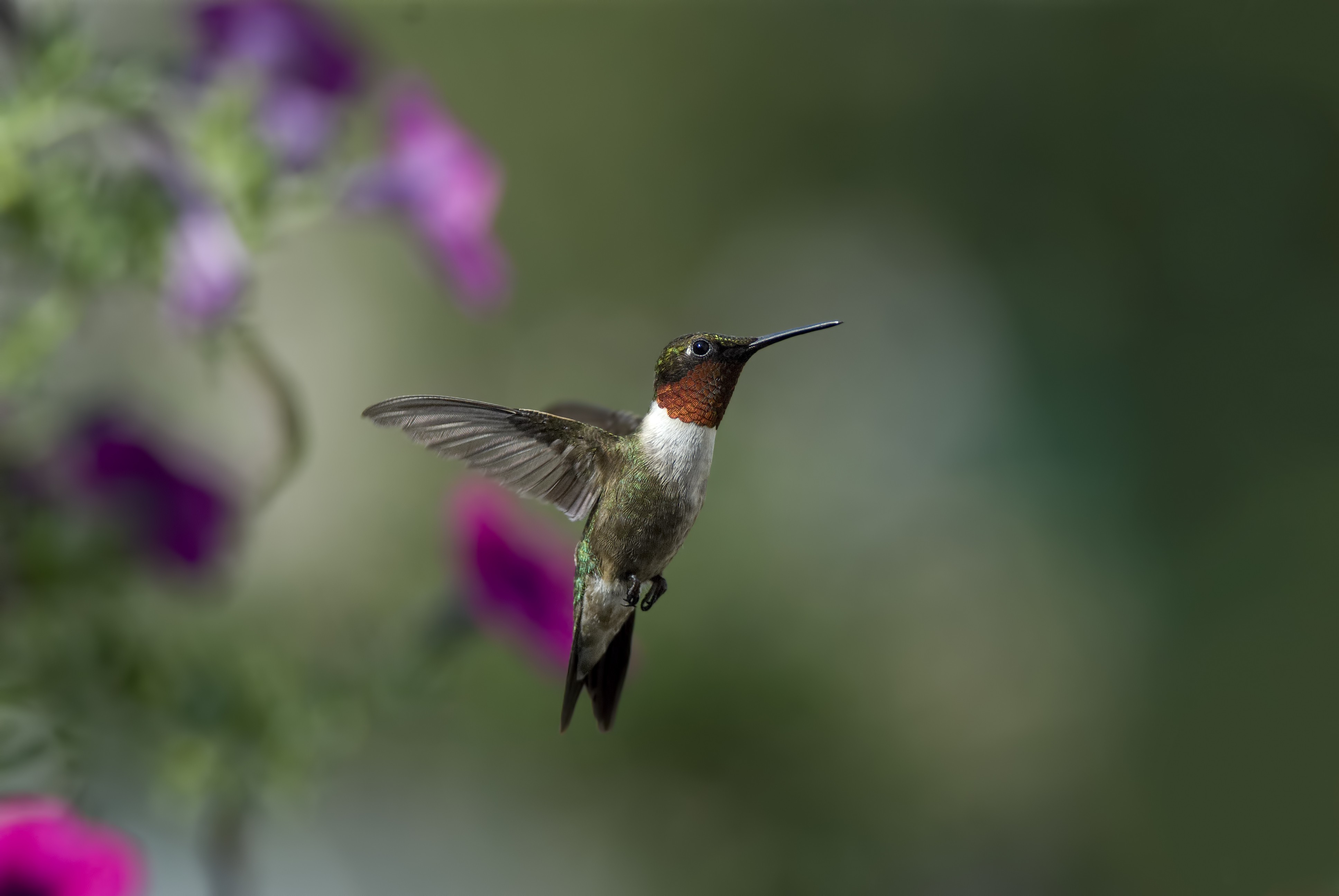 plants, Animals, Macro, Birds Wallpapers HD / Desktop and Mobile ...