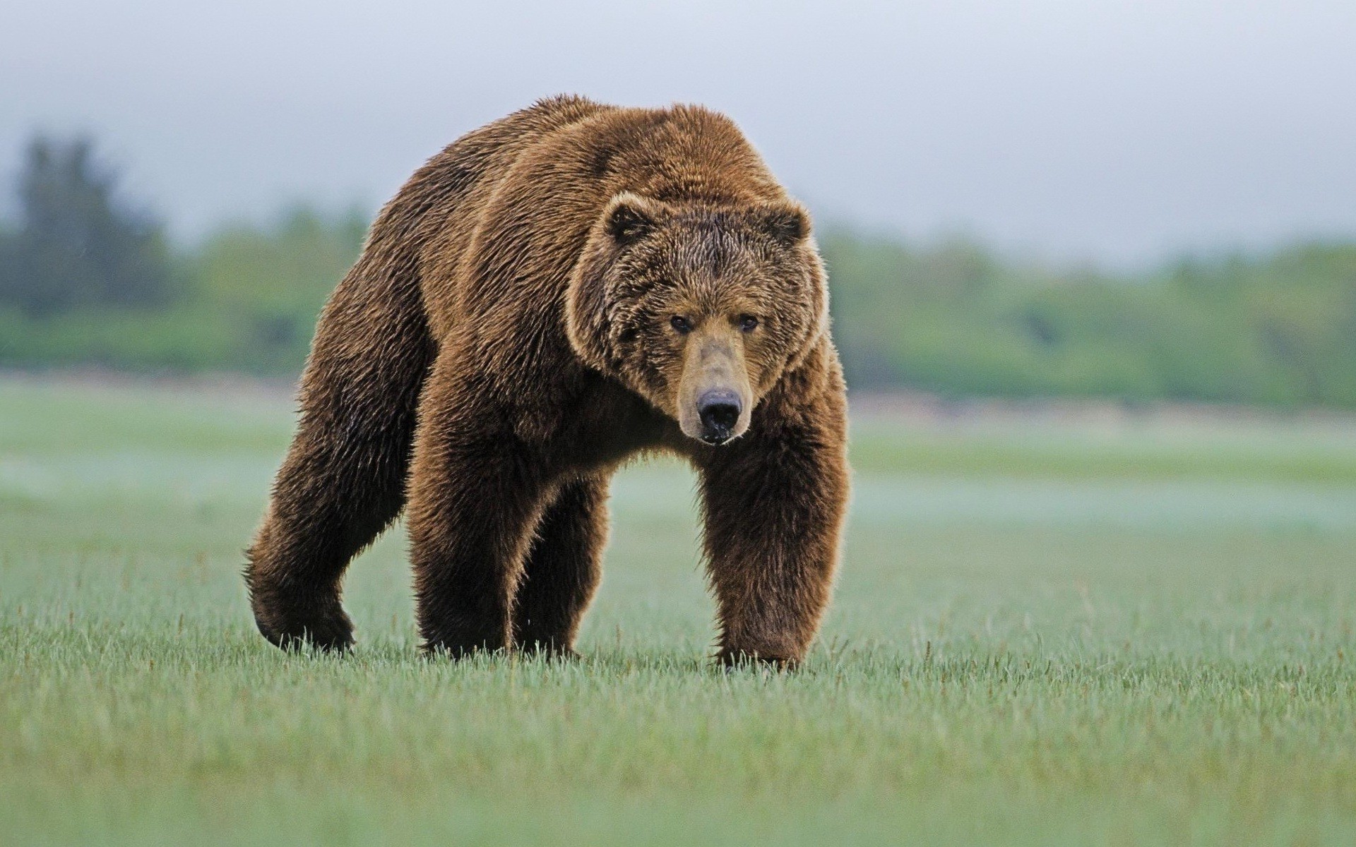 Bears Nature Animals Grizzly Bear Grizzly Bears Wallpapers HD Bears Nature Animals Grizzly Bear Grizzly Bears Wallpapers HD