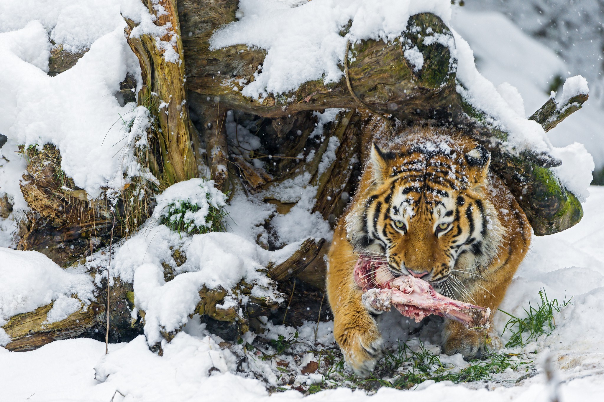 animals, Meat, Snow, Tiger Wallpapers HD / Desktop and Mobile Backgrounds