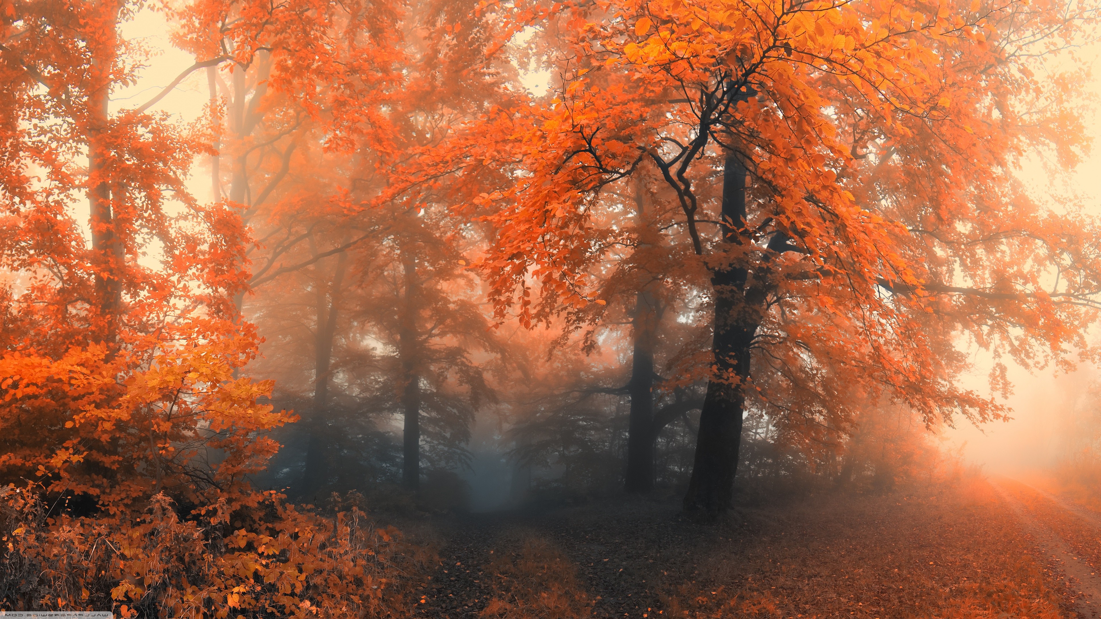 nature, Trees, Watermarked Wallpapers HD / Desktop and Mobile Backgrounds