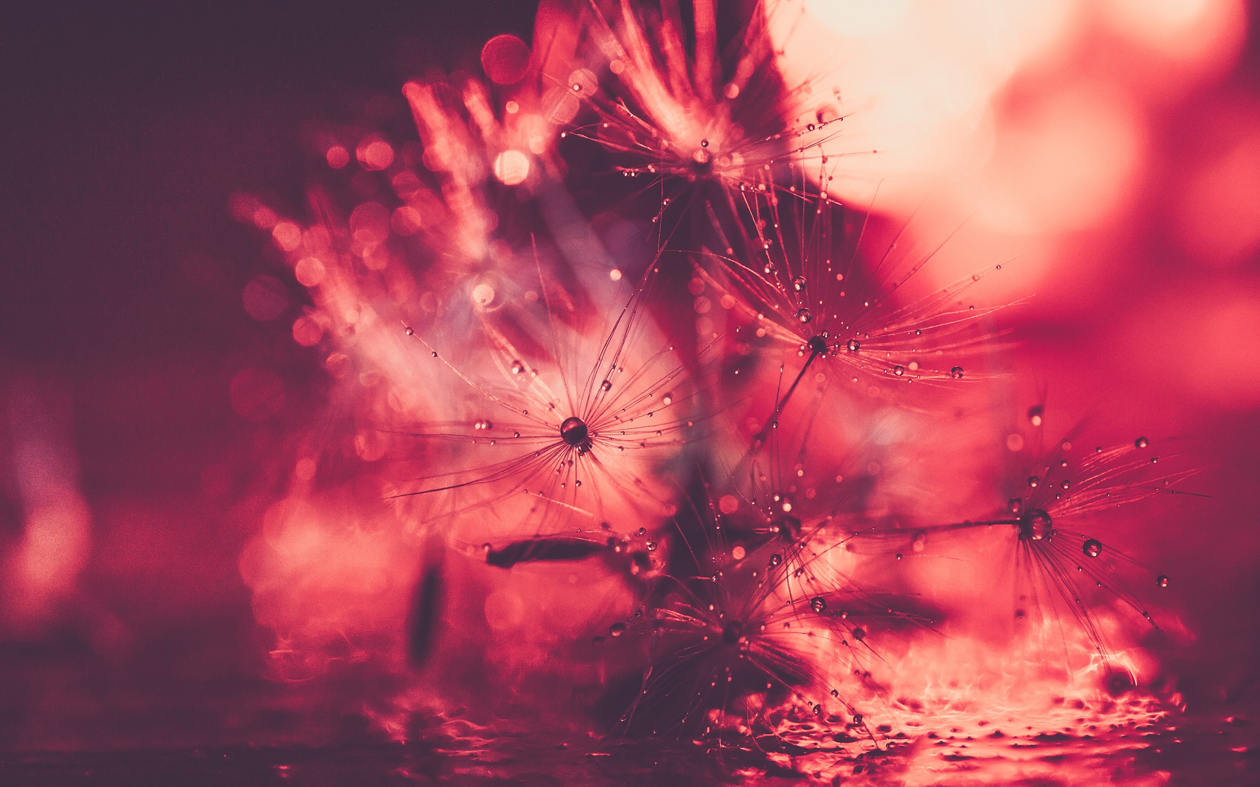 filter, Macro, Depth Of Field, Nature Wallpapers HD / Desktop and ...