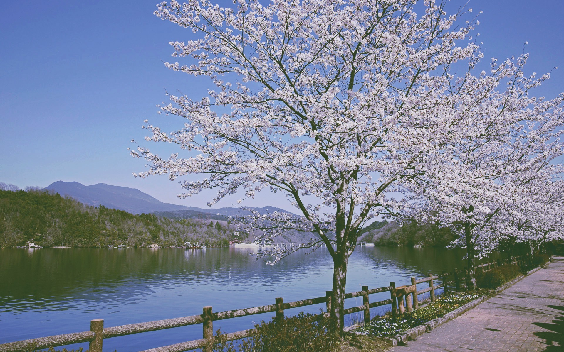 trees, Purple, Nature, China Wallpapers HD / Desktop and Mobile Backgrounds