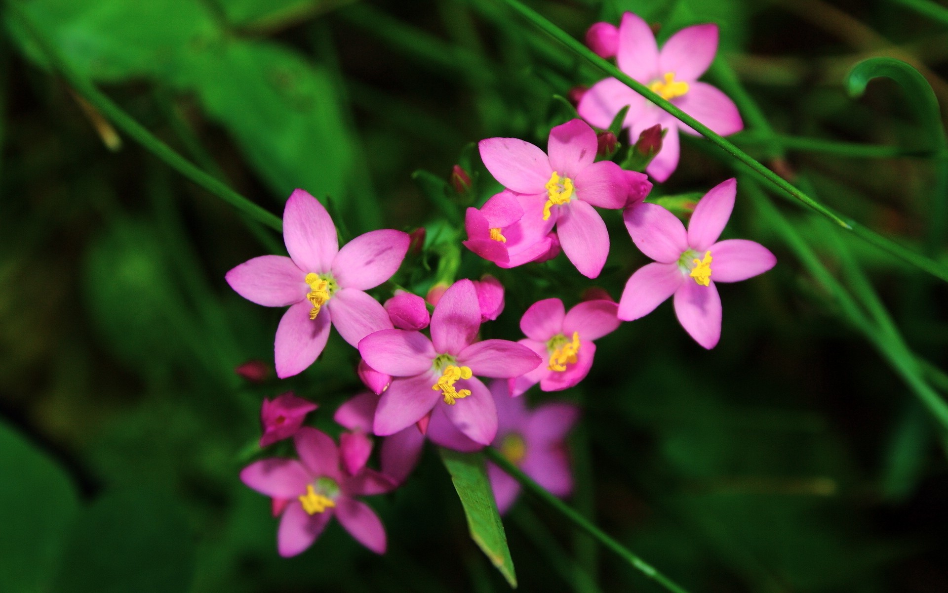 plants, Macro, Flowers Wallpapers HD / Desktop and Mobile Backgrounds