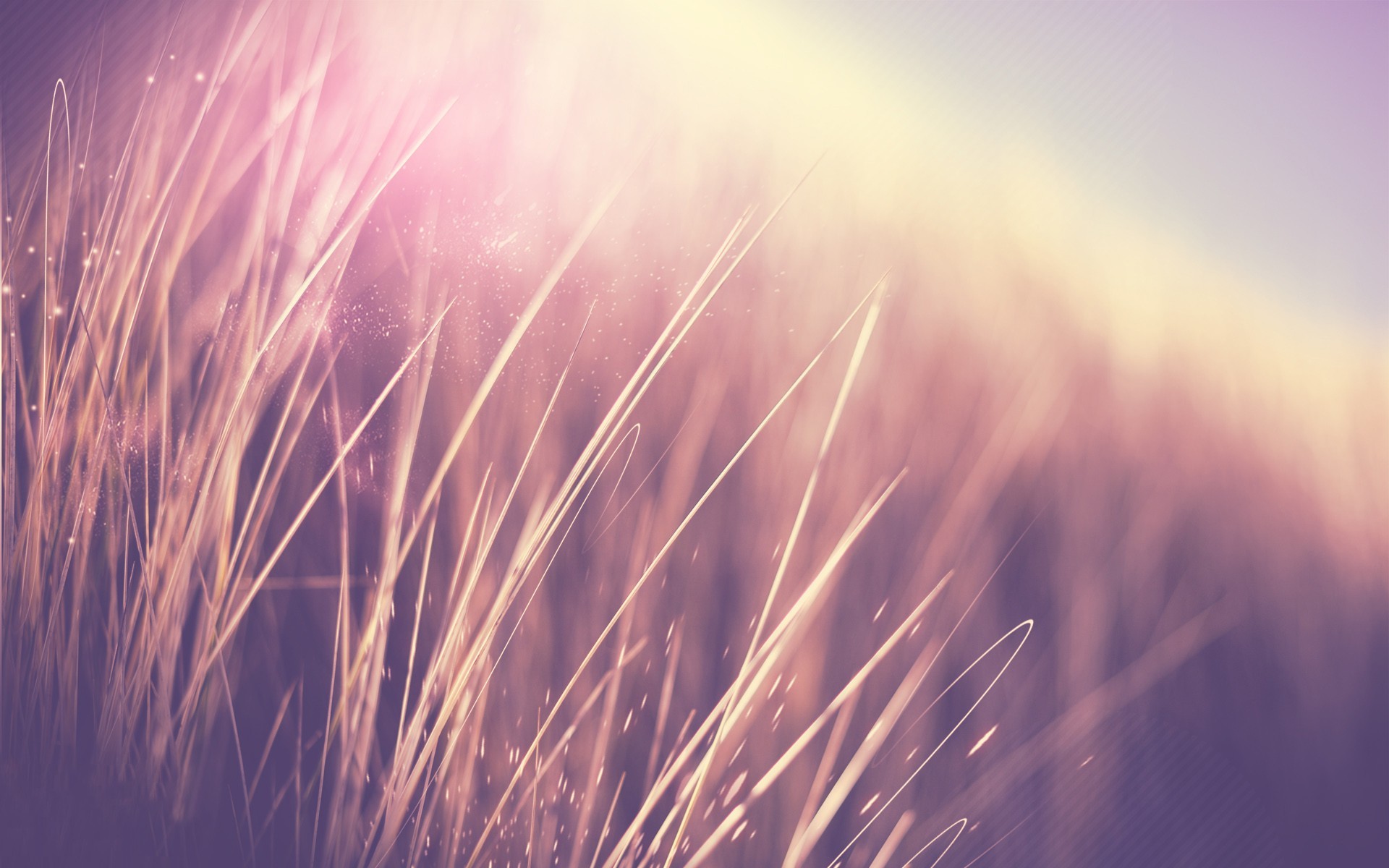 photography, Nature, Plants, Depth Of Field Wallpapers HD / Desktop and ...