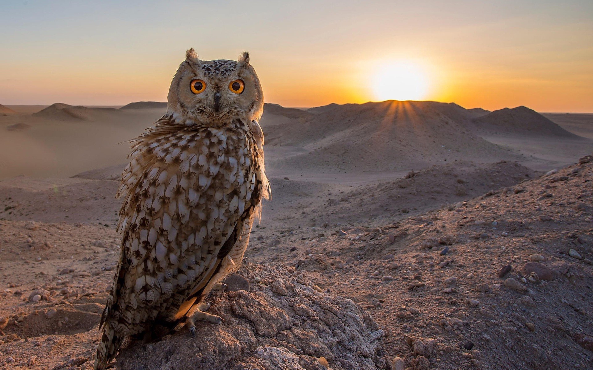 nature, Owl Wallpapers HD / Desktop and Mobile Backgrounds