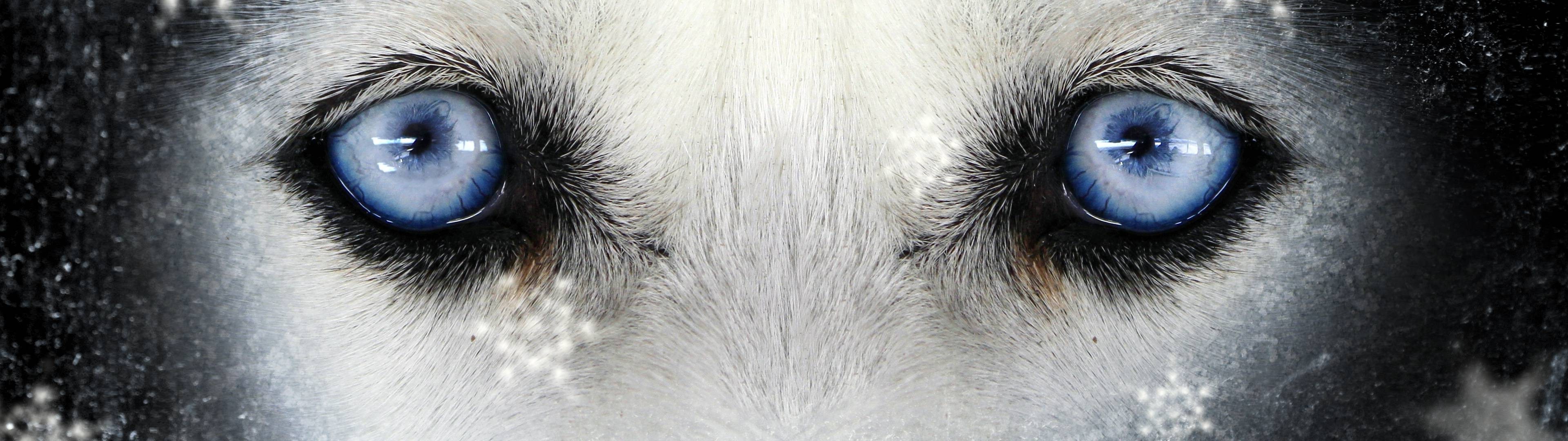 Multiple Display Animals Eyes