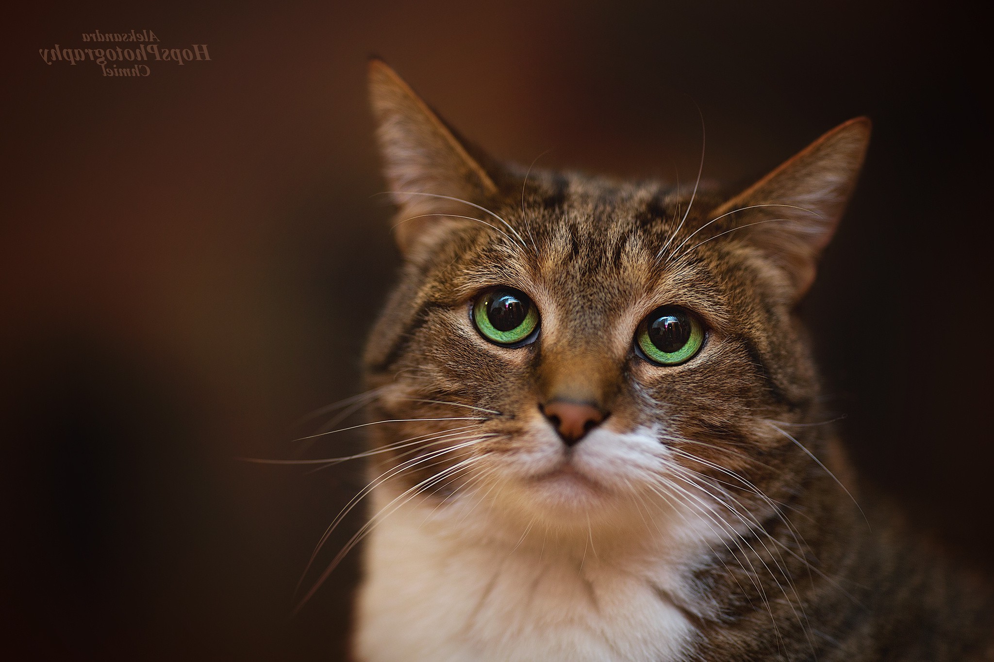 animals, Cat, Portrait Wallpapers HD / Desktop and Mobile Backgrounds