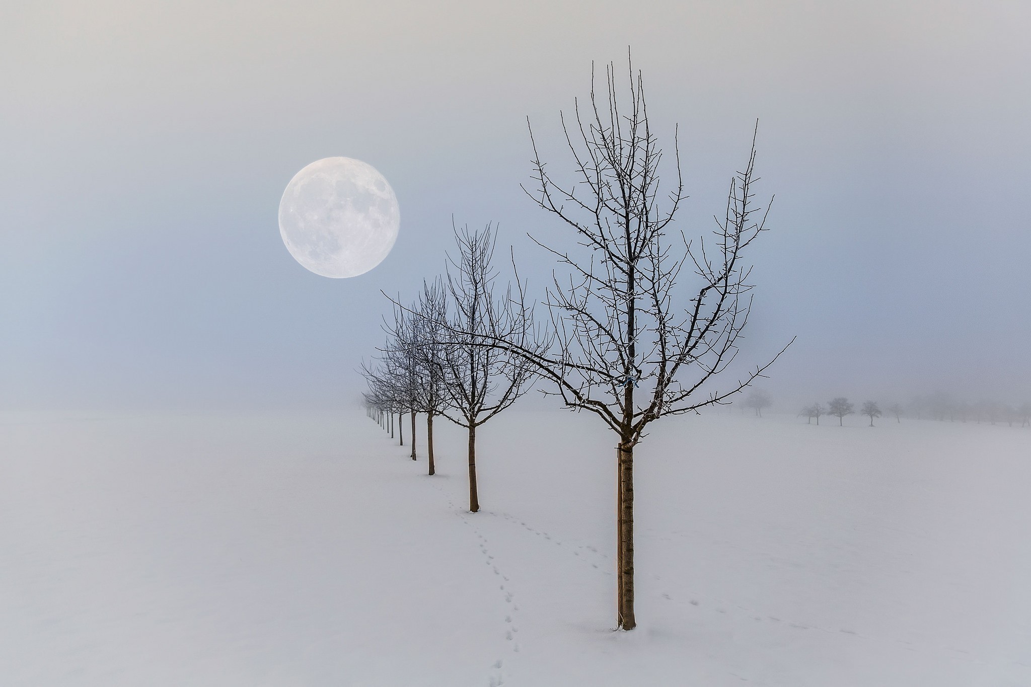 winter, Moon, Landscape, Nature, Seasons, Trees Wallpapers HD / Desktop ...