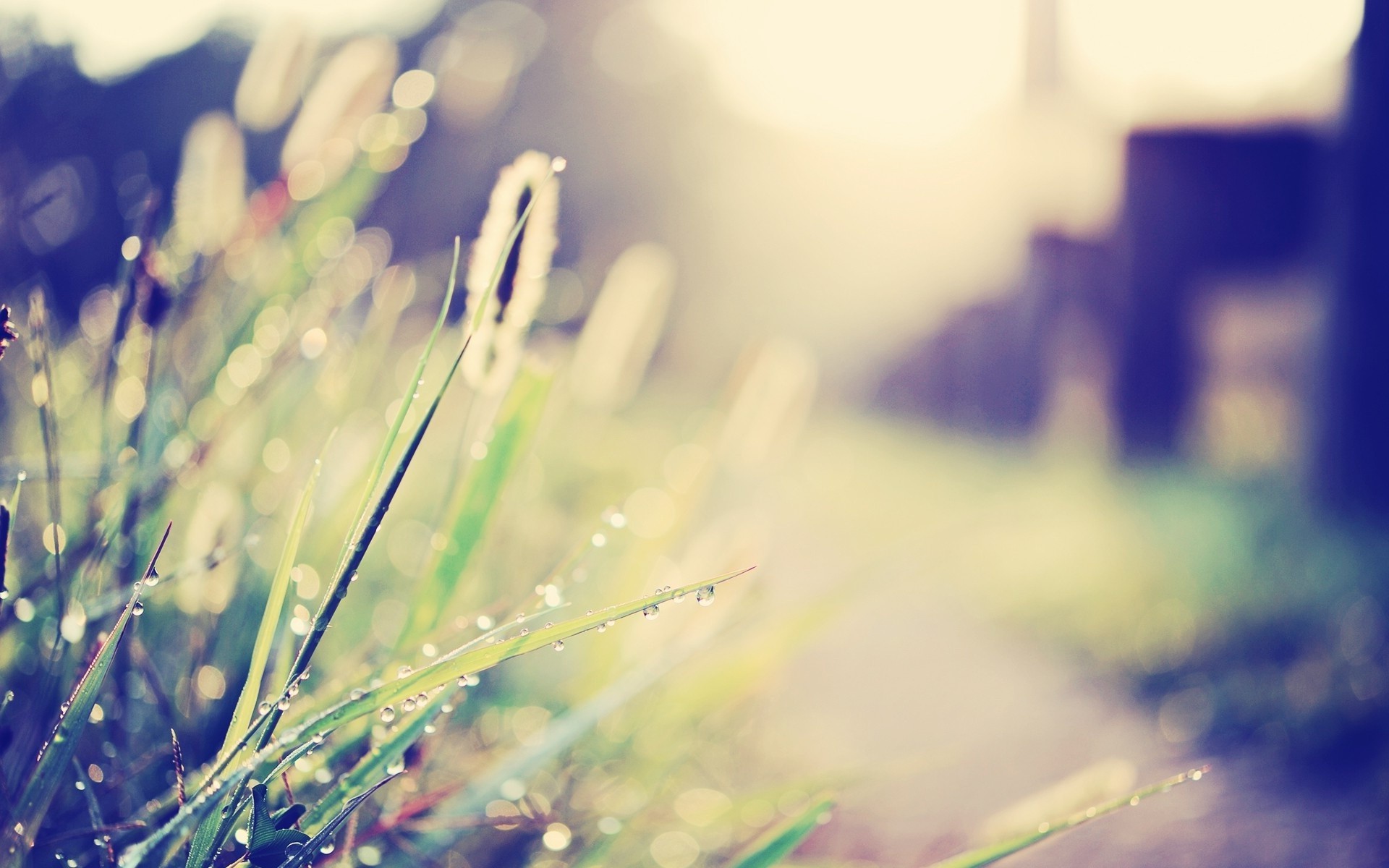 nature, Water Drops, Bokeh, Depth Of Field, Filter, Grass, Macro ...