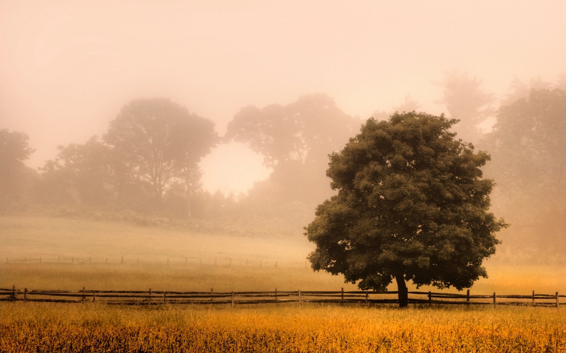landscape, Nature, Fence, Trees, Mist, Sunrise, Morning, Sunlight ...
