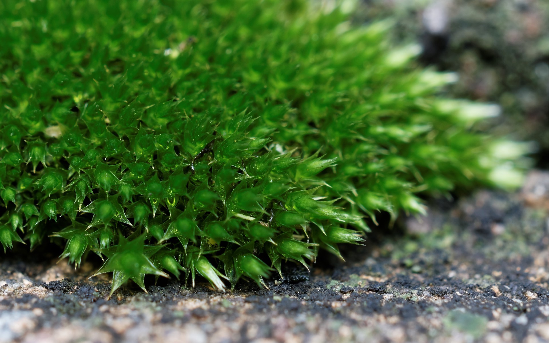 nature, Moss, Green, Macro Wallpapers HD / Desktop and Mobile Backgrounds