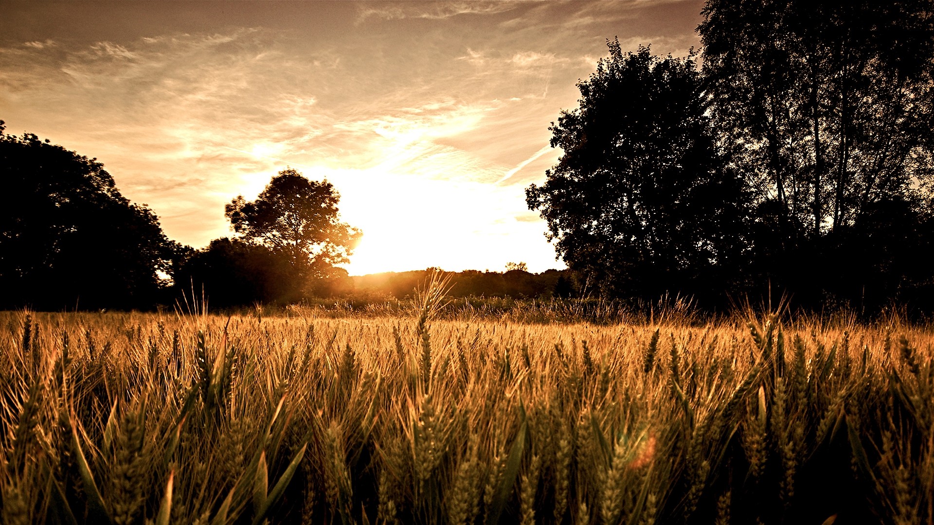 field, Sunlight Wallpapers HD / Desktop and Mobile Backgrounds