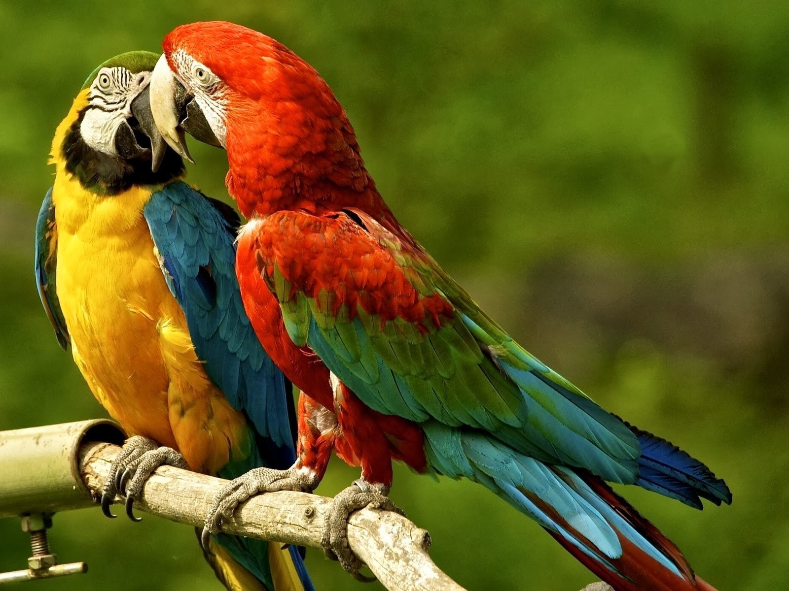 macaws birds Wallpapers HD / Desktop and Mobile Backgrounds