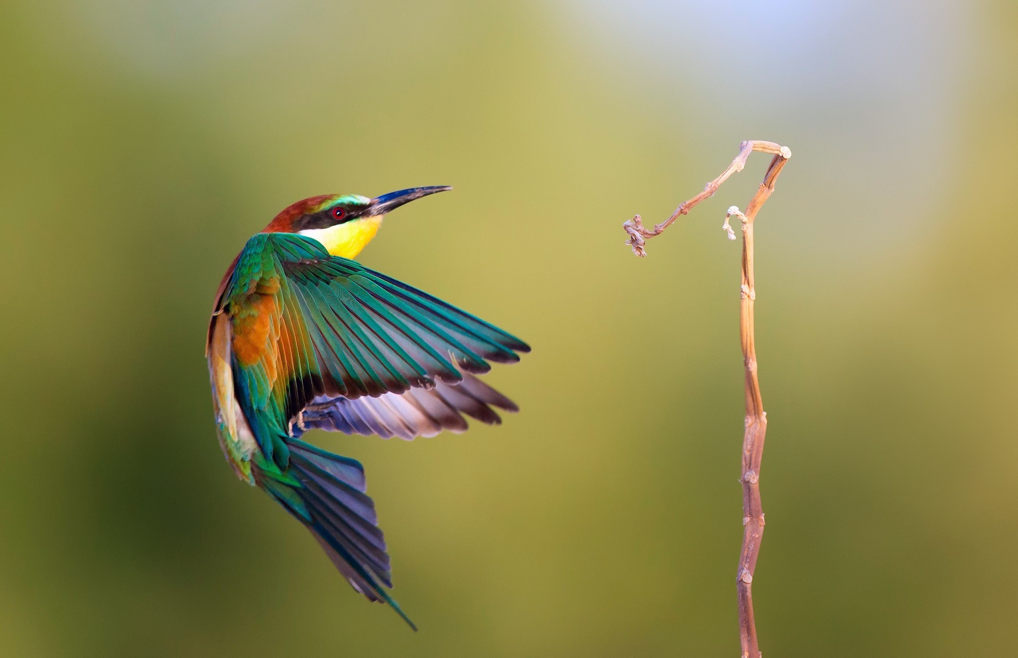 birds twigs bee eaters Wallpapers HD / Desktop and Mobile Backgrounds