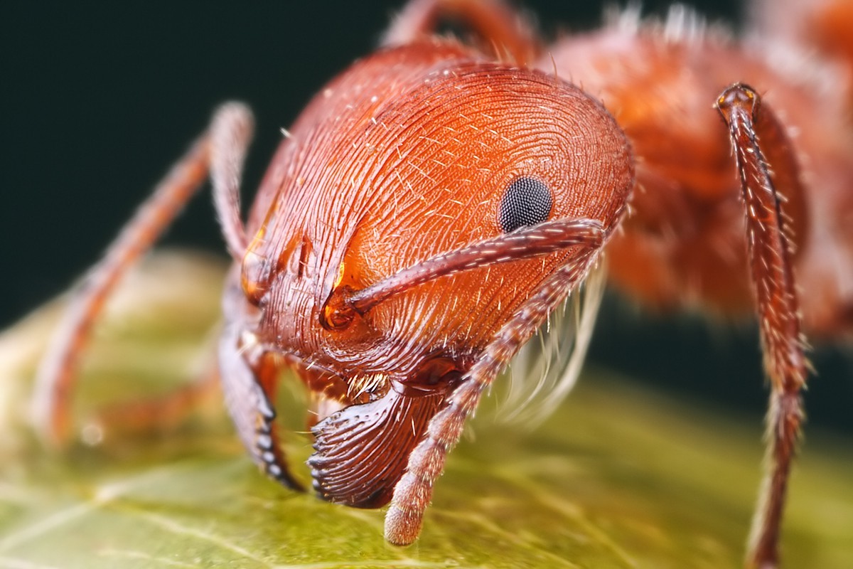 insect Wallpapers HD / Desktop and Mobile Backgrounds