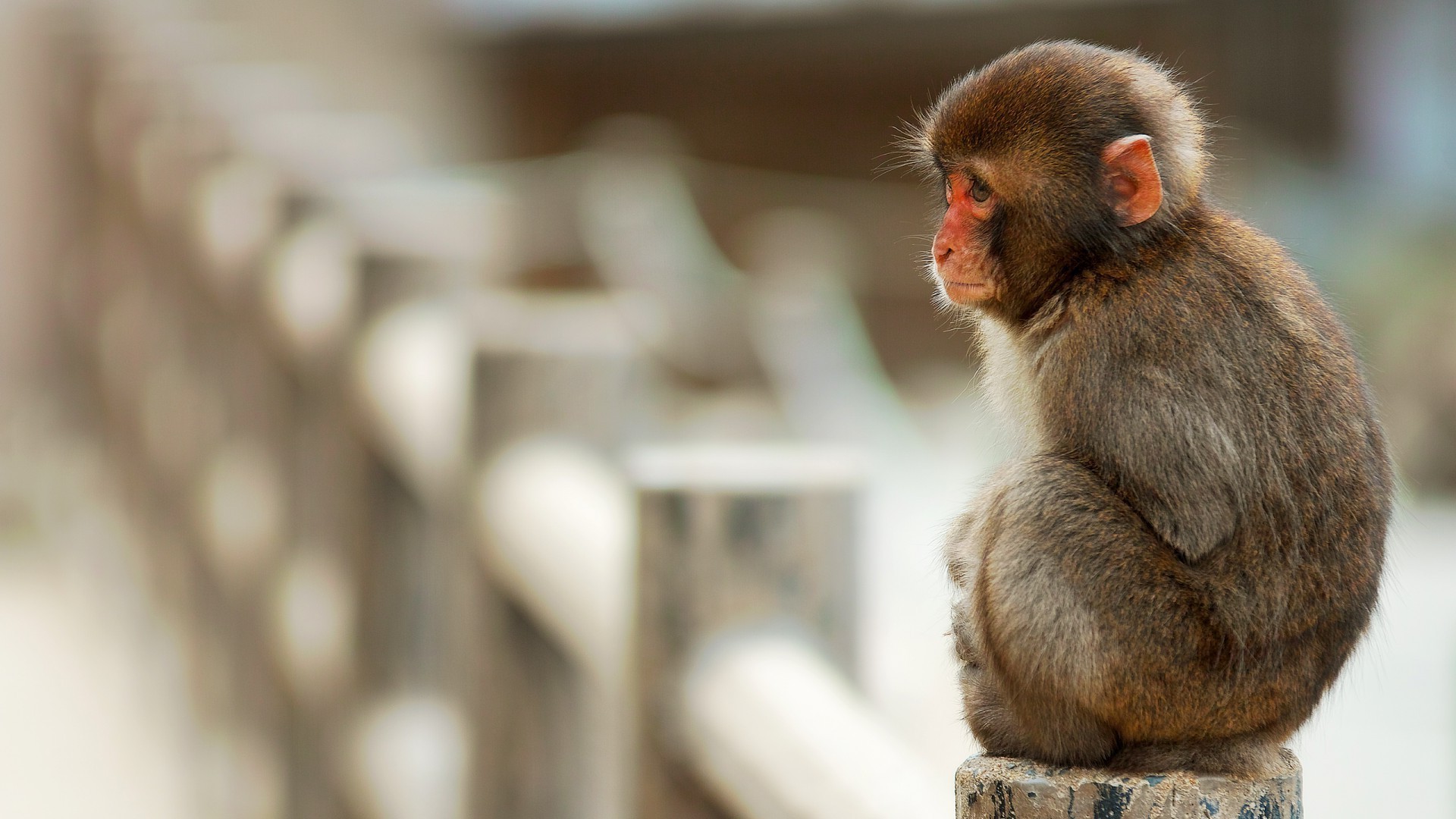 monkeys blurred cold animals Wallpapers HD / Desktop and Mobile Backgrounds