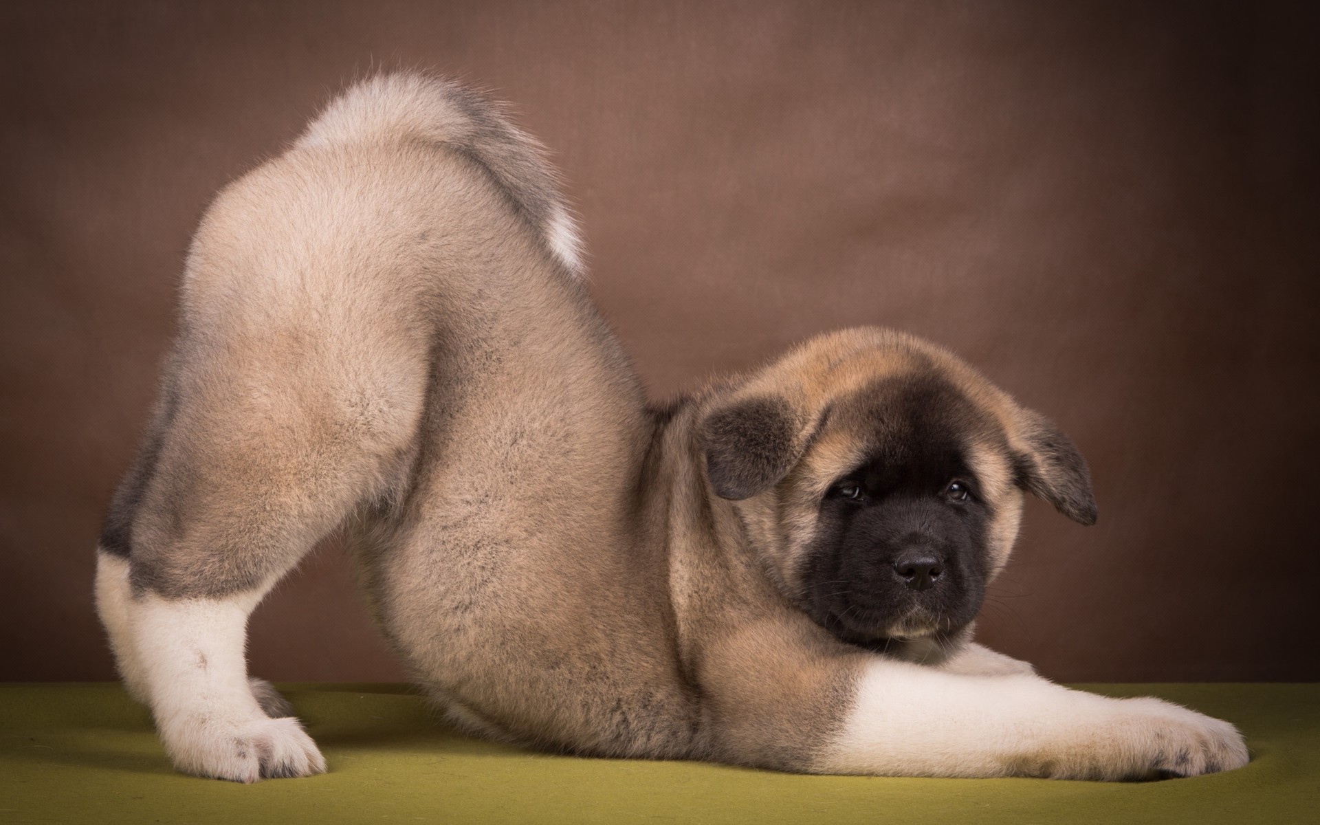 animals dog akita japanese akita Wallpapers HD / Desktop and Mobile ...
