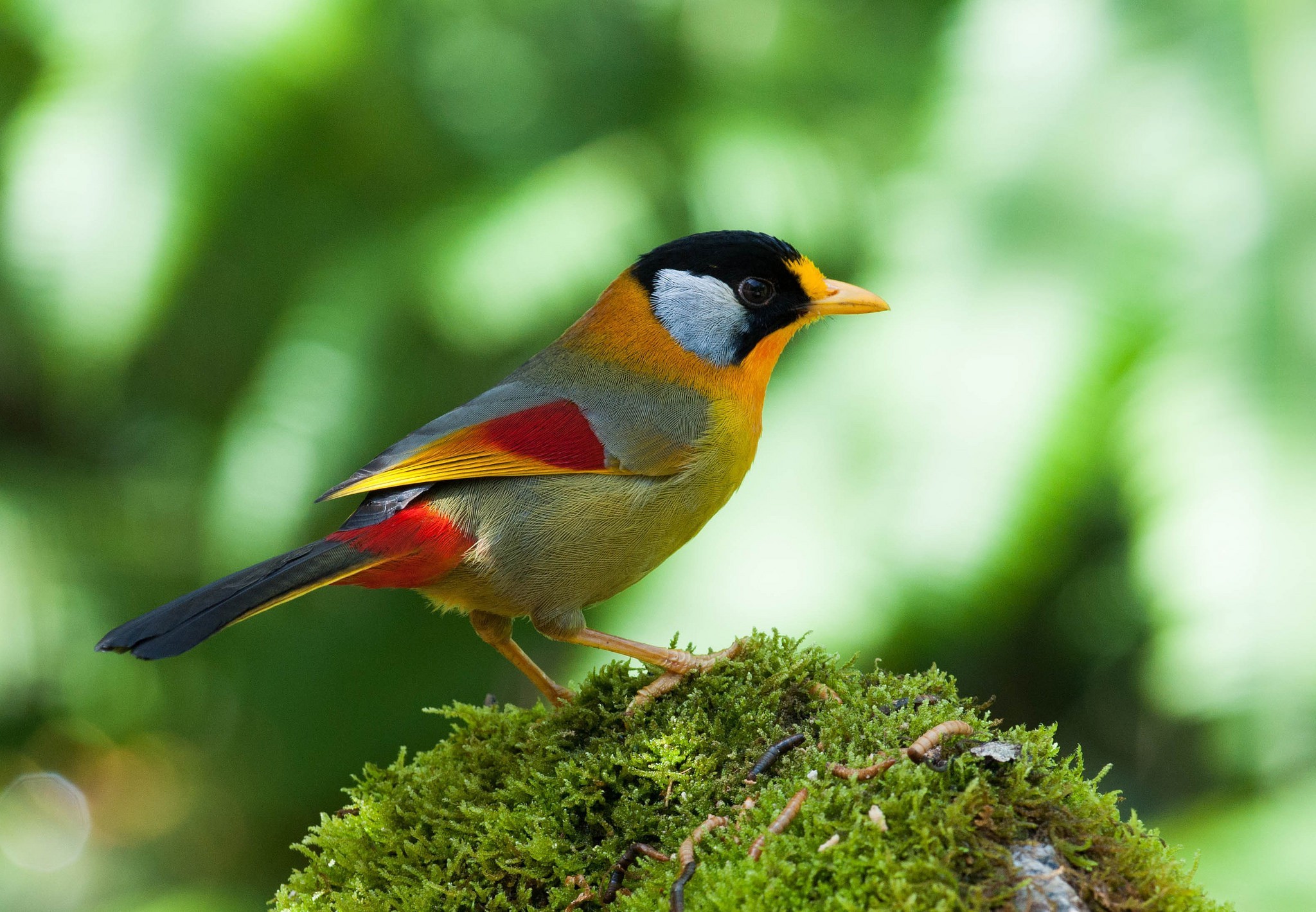 plants birds animals macro Wallpapers HD / Desktop and Mobile Backgrounds