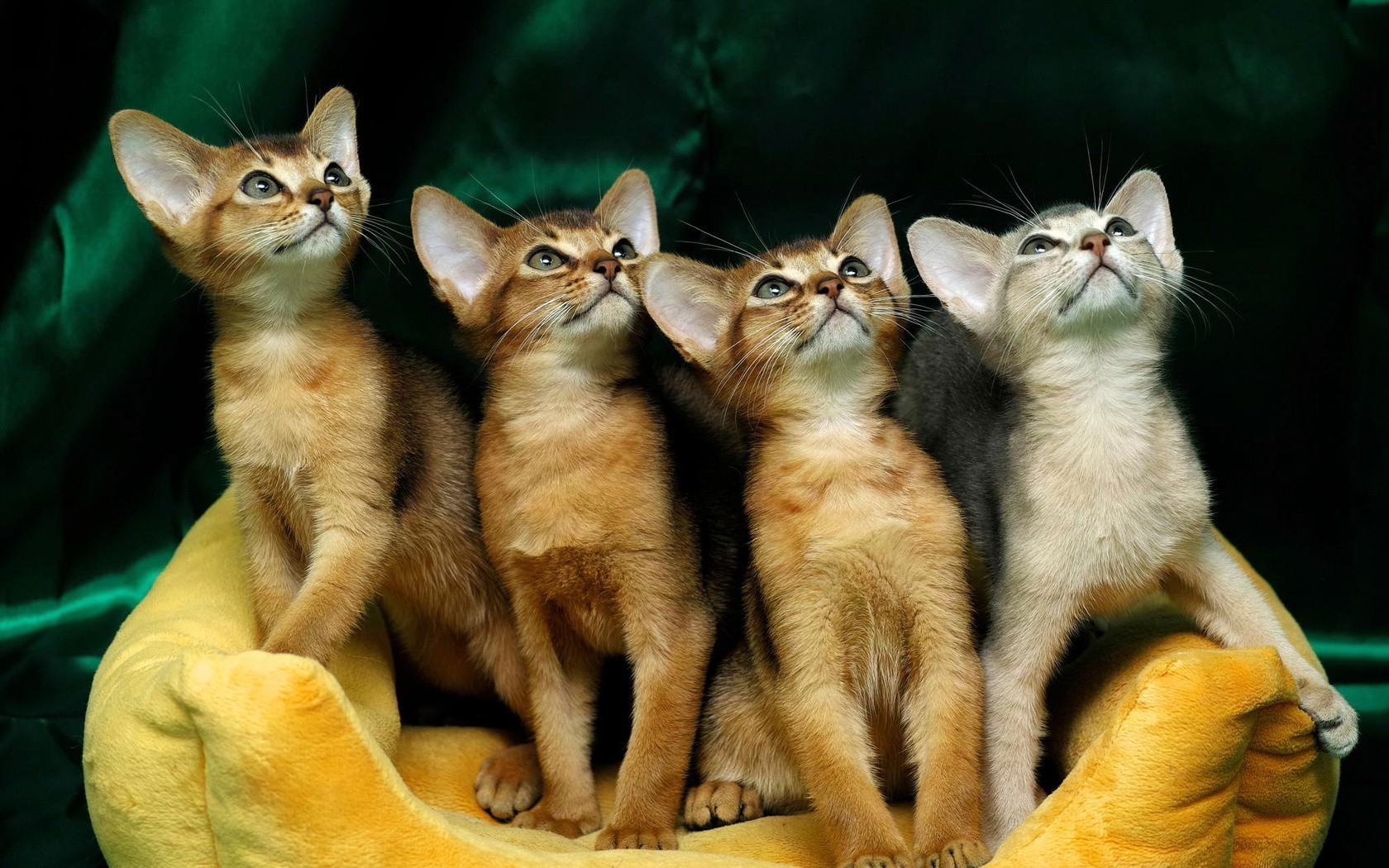 cat Wallpapers HD / Desktop and Mobile Backgrounds