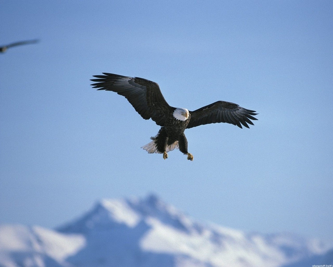 fly eagle Wallpapers HD / Desktop and Mobile Backgrounds