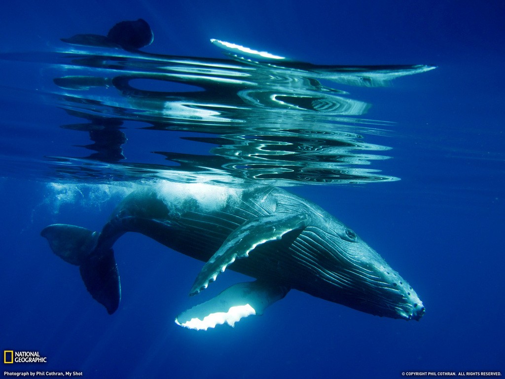whale Wallpapers HD / Desktop and Mobile Backgrounds