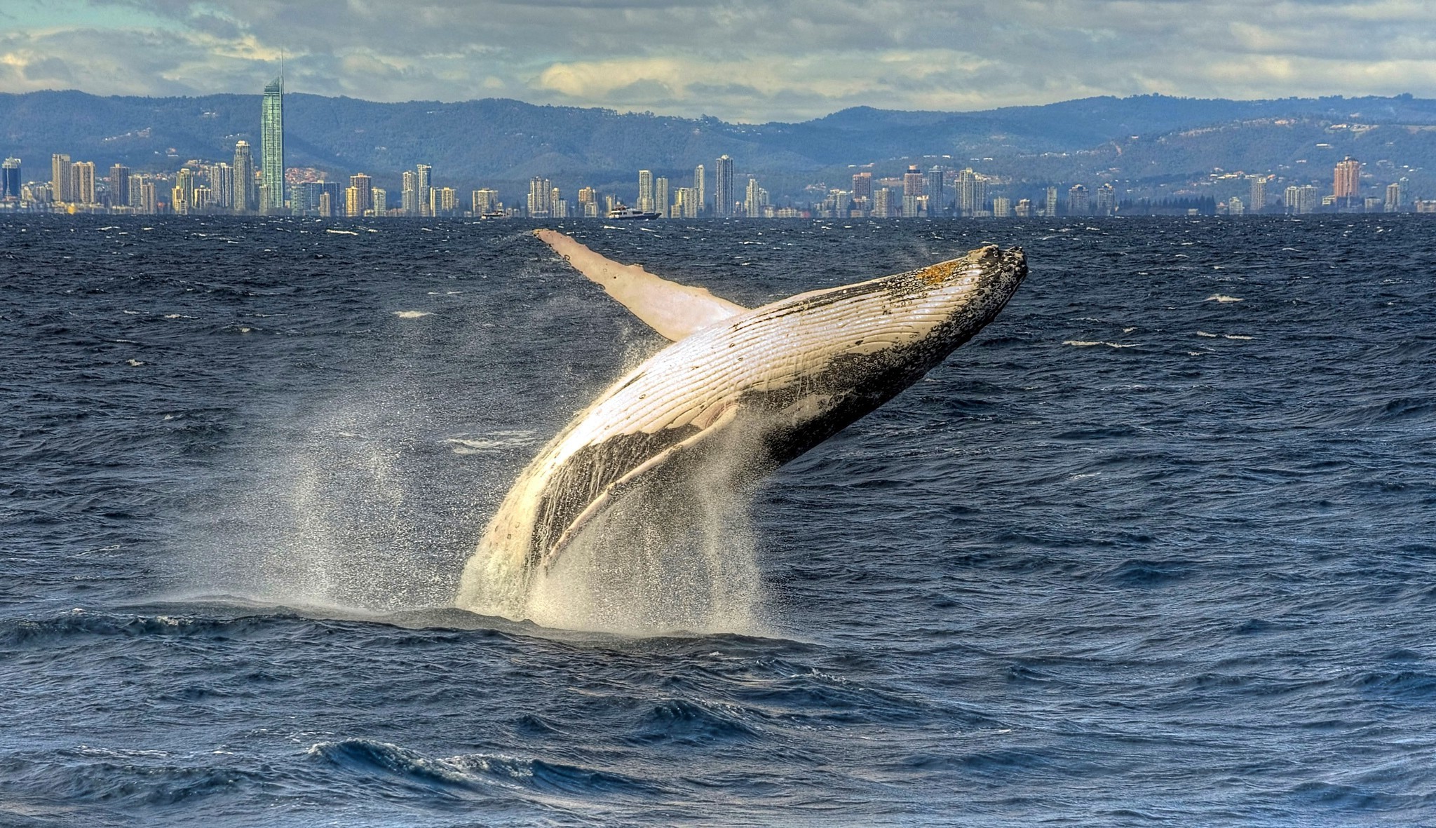 whale Wallpapers HD / Desktop and Mobile Backgrounds