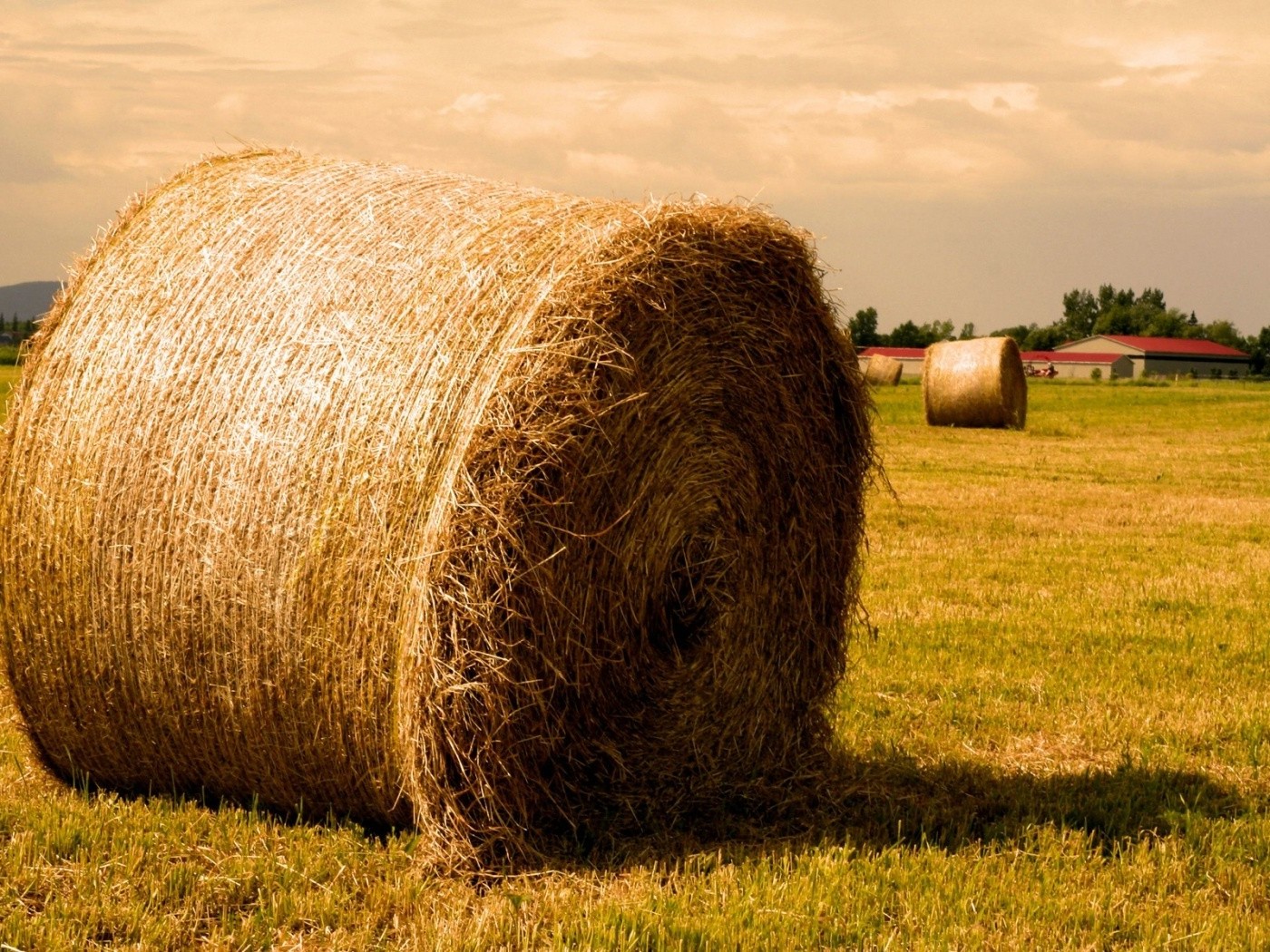 hay, Field, Farm, Sunlight, Yellow, Bright, Lights, Sunset, Grass ...