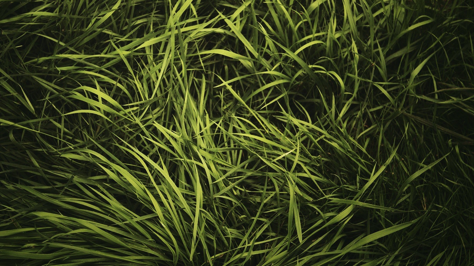 grass Wallpapers HD / Desktop and Mobile Backgrounds