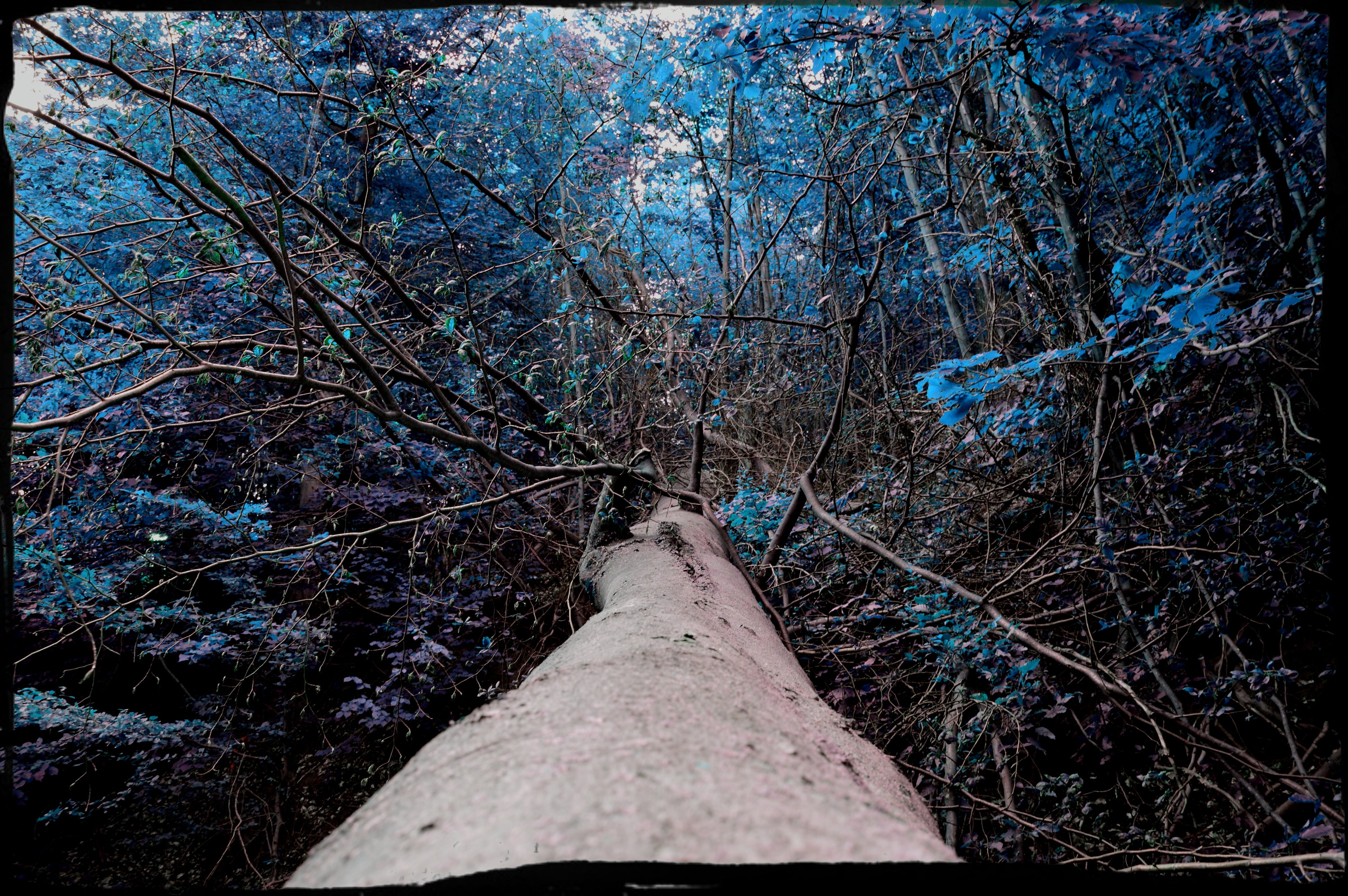 blue, Plants, Trees, Photo manipulation, Forest Wallpapers HD / Desktop ...