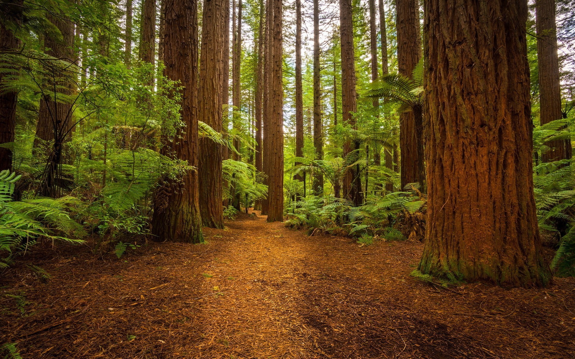 forest Wallpapers HD / Desktop and Mobile Backgrounds