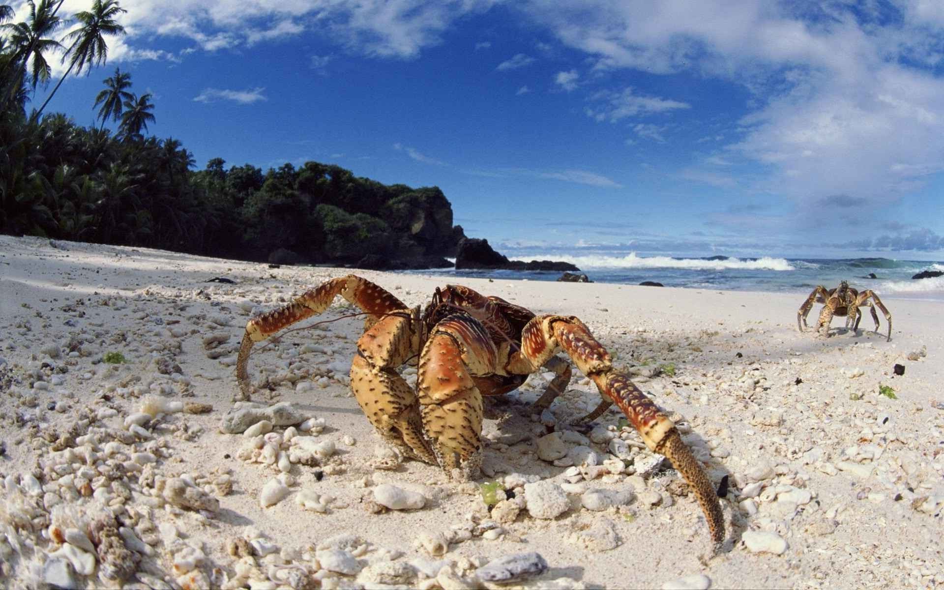 sea, Crabs, Sand, Crustaceans Wallpapers HD / Desktop and Mobile ...
