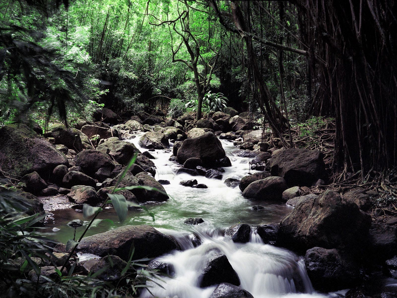 nature, Trees, Water, Landscape Wallpapers HD / Desktop and Mobile ...