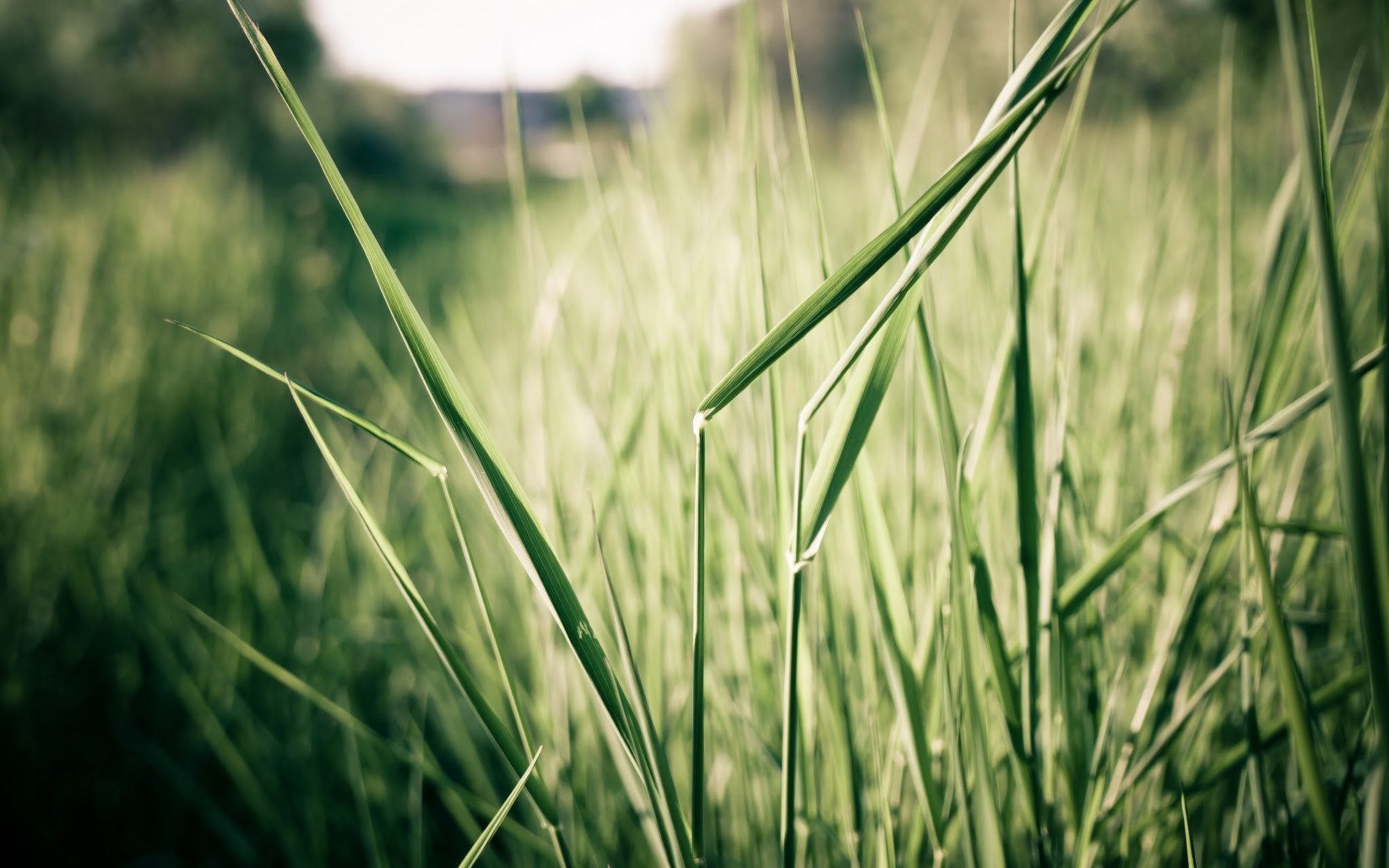 grass Wallpapers HD / Desktop and Mobile Backgrounds