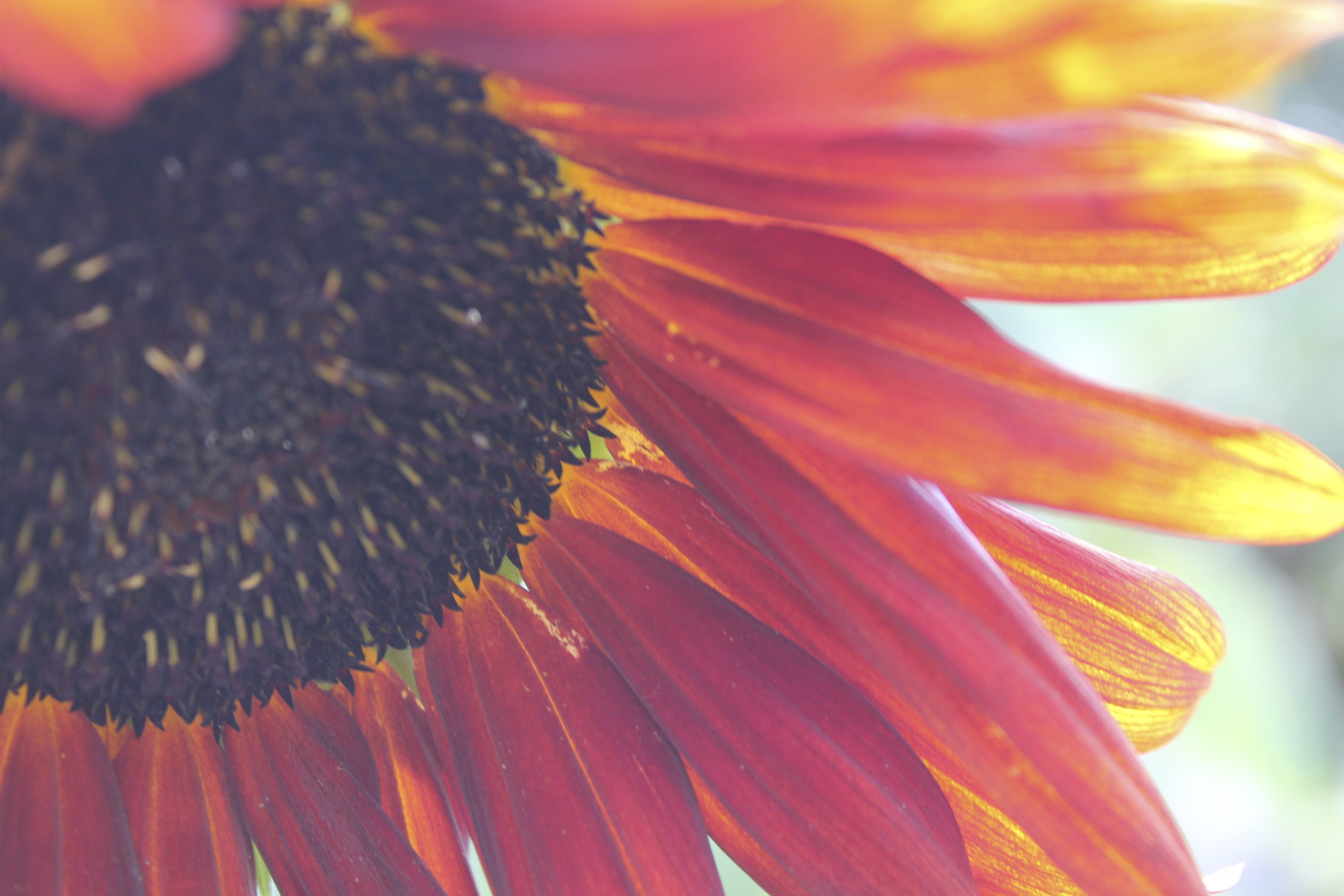 macro, Plants Wallpapers HD / Desktop and Mobile Backgrounds